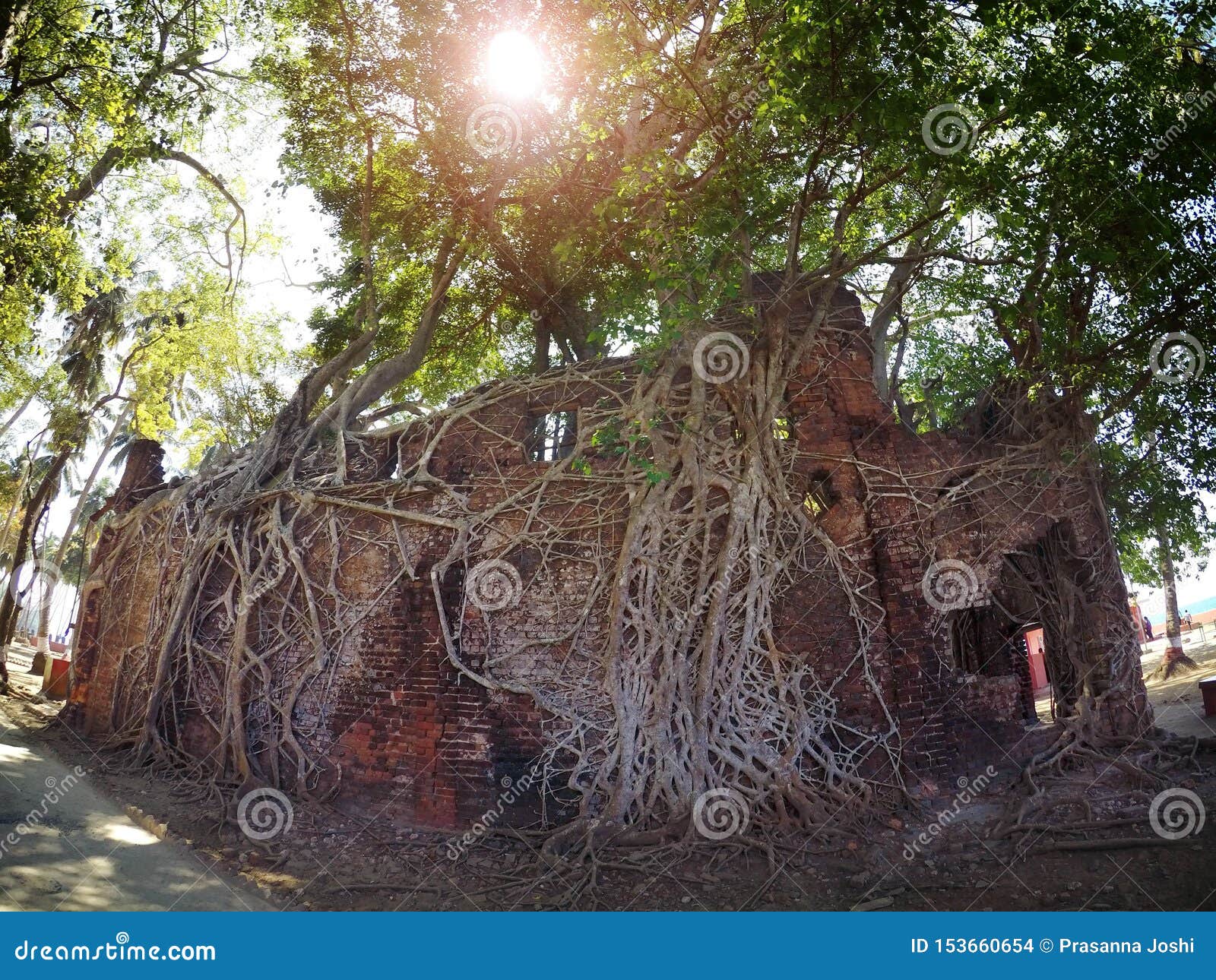 Roots Taking A Life Of Their Own And Sprouting Leaves On A Cliff With ...