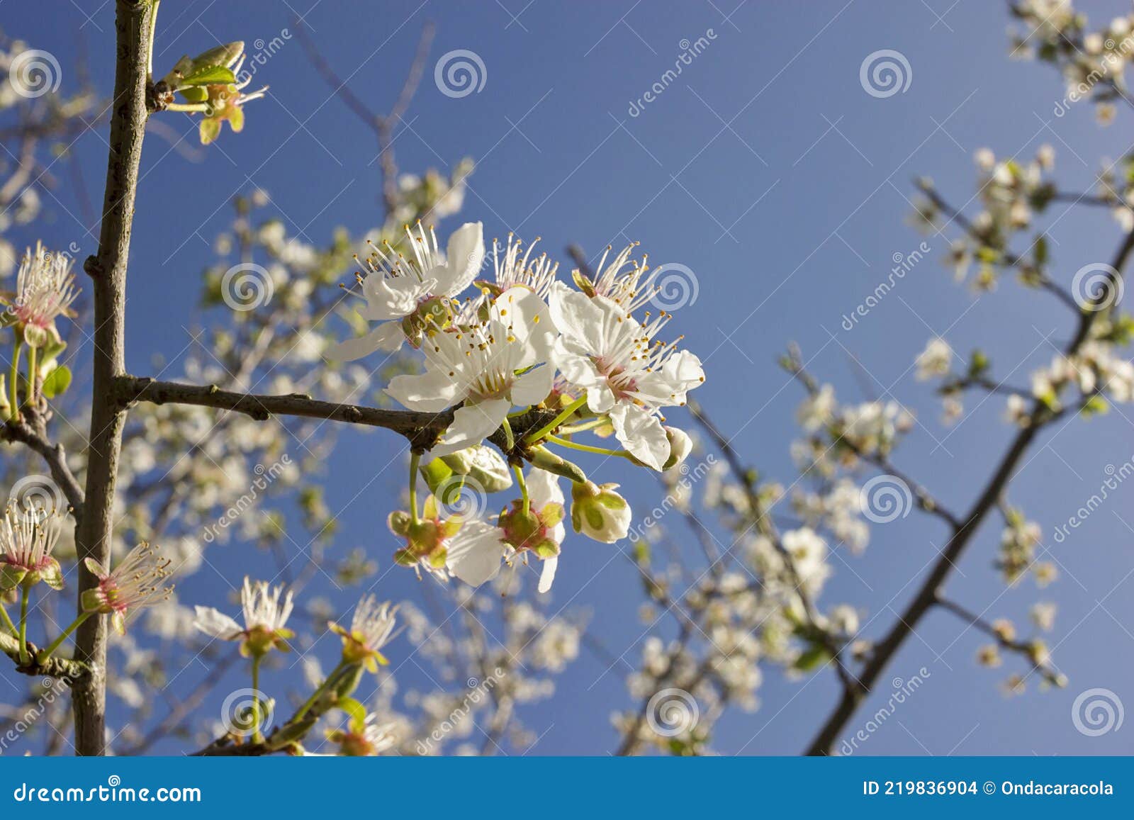 Spring nature explosion stock photo. Image of garden - 219836904