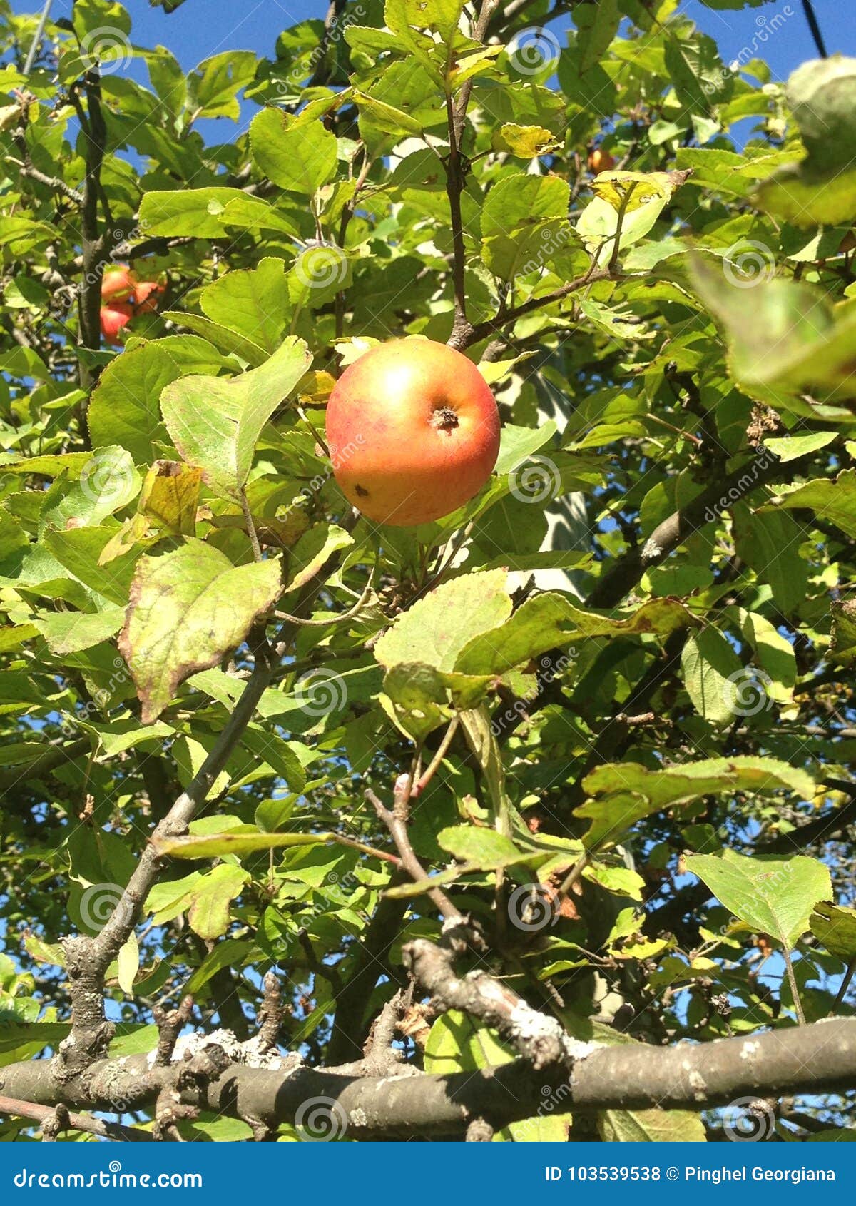 Essence of life stock photo. Image of life, expressing - 103539538