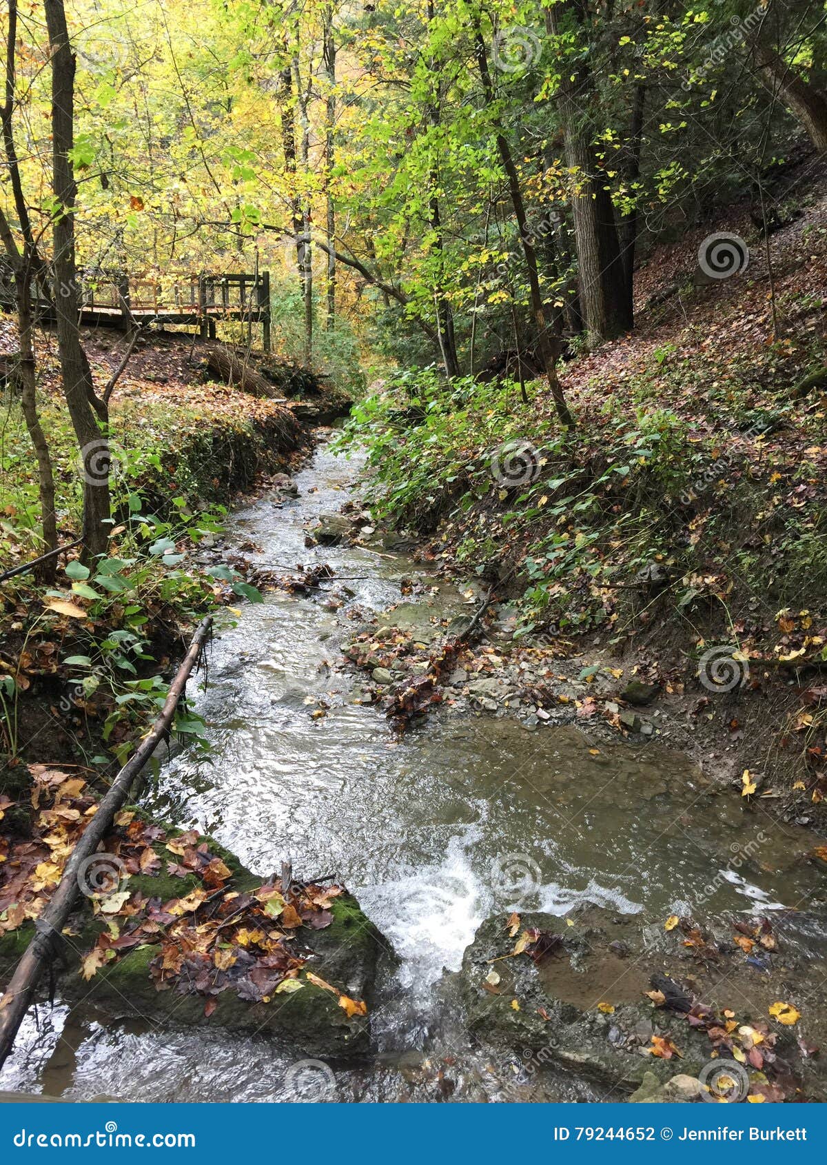 Nature stock photo. Image of vegetation, leaf, oglebay - 79244652