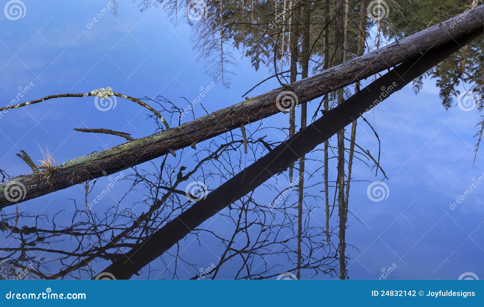 Nature Fallen Tree Reflection in Water Stock Photo - Image of fallen ...