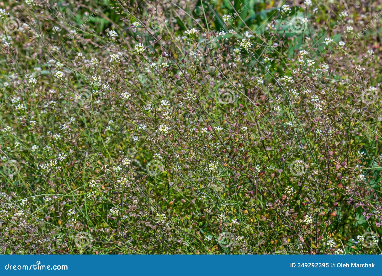 In Nature, the Field Grow Capsella Bursa-pastoris Stock Image - Image ...