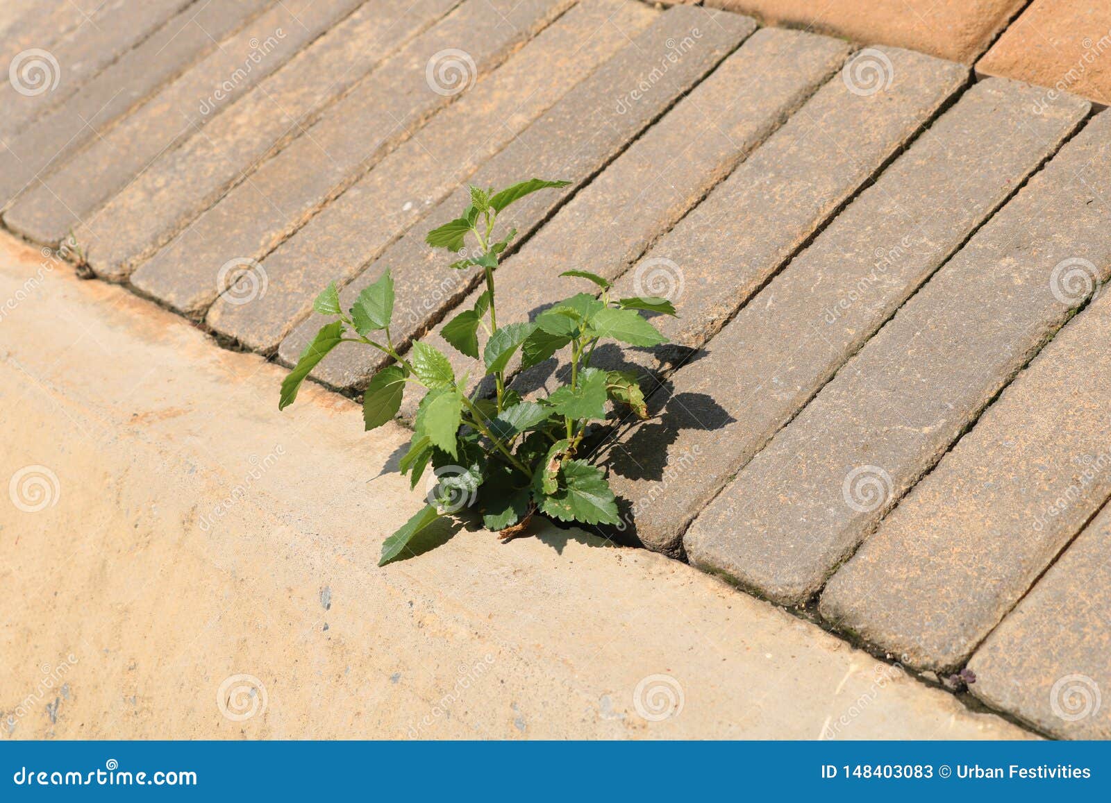Nature fights back stock image. Image of nature, spring - 148403083