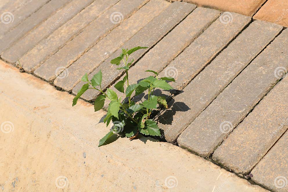 Nature fights back stock image. Image of nature, spring - 148403083