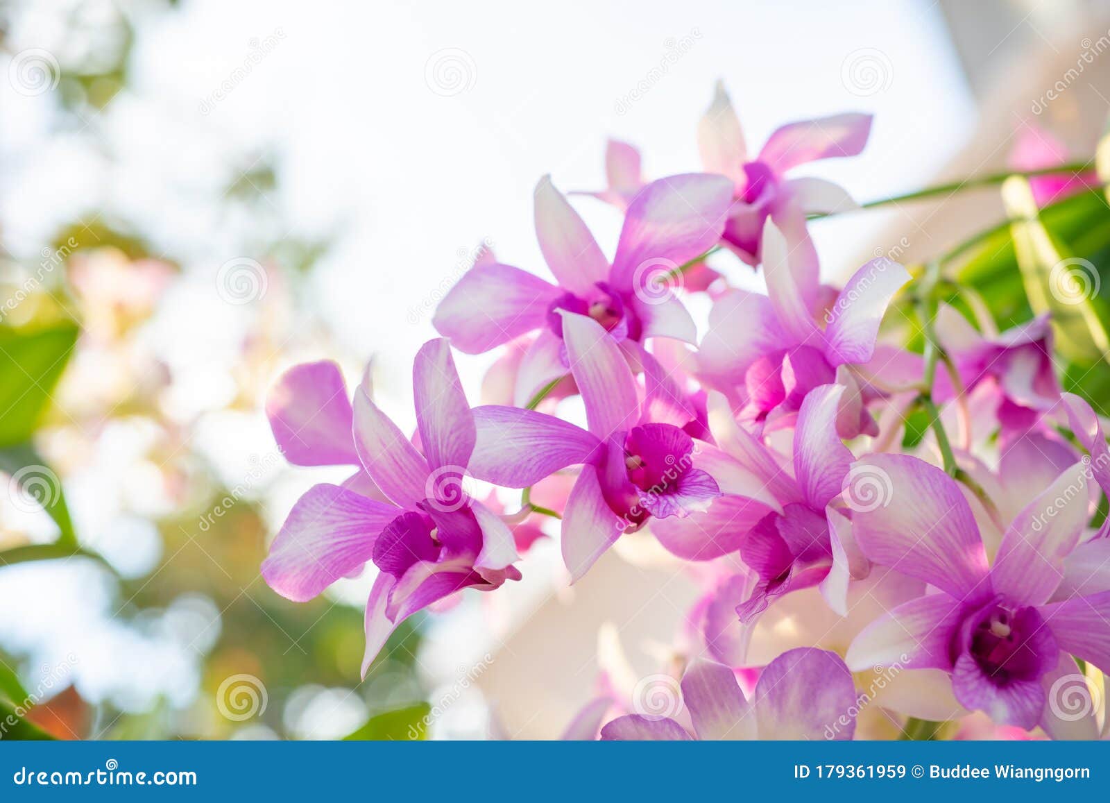 Nature Flower Background, in Nature Light Stock Image - Image of event ...