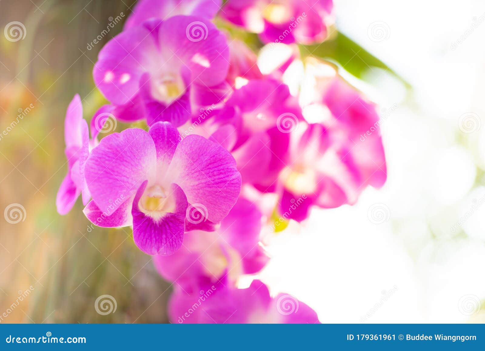 Nature Flower Background, in Nature Light Stock Image - Image of beach ...