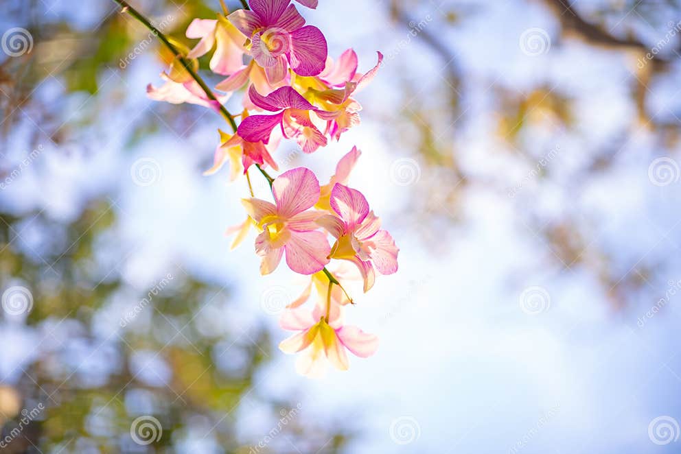 Nature Flower Background, in Nature Light Stock Photo - Image of ocean ...