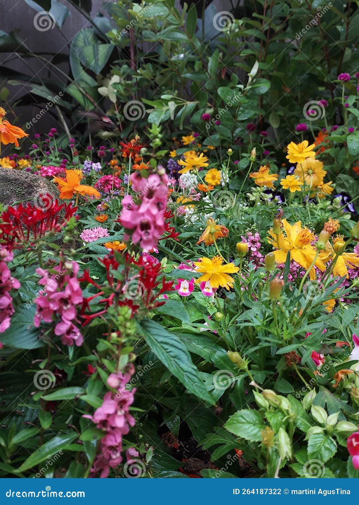 Nature,flower,bunga taman stock photo. Image of nature - 264187322