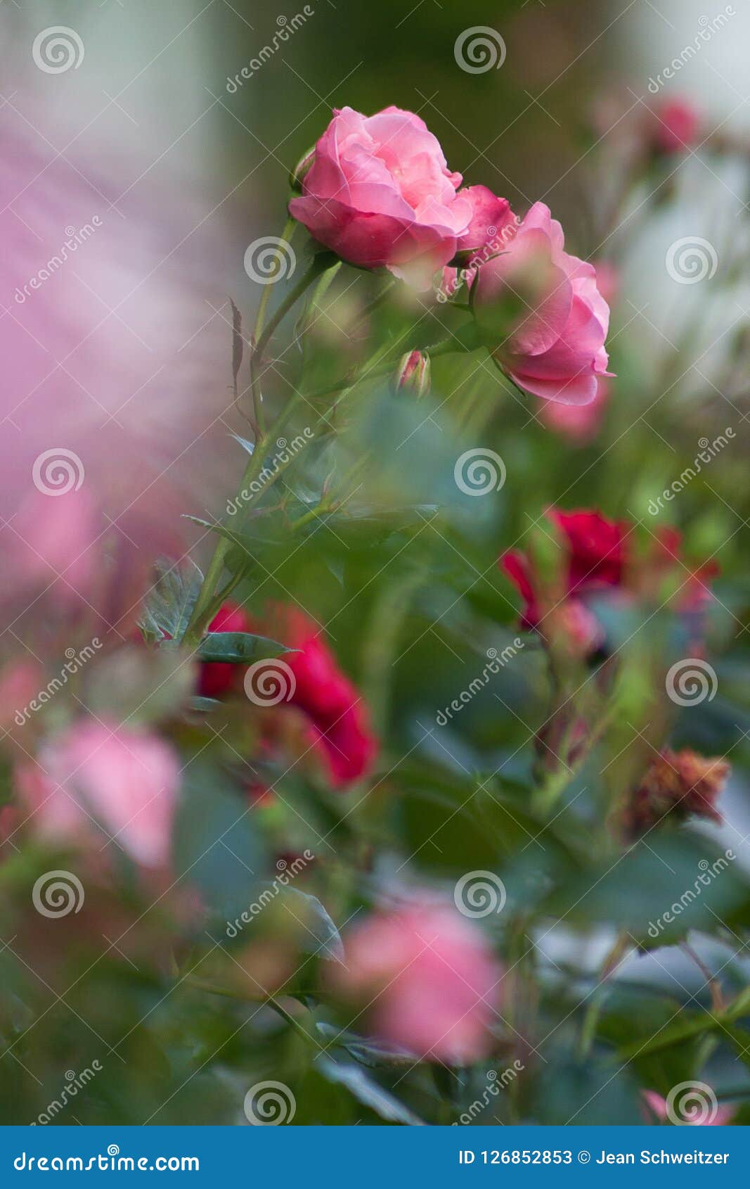 Nature and flower stock image. Image of spring, scandinavian - 126852853
