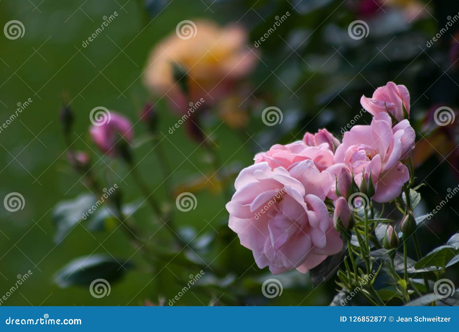 Nature and flower stock image. Image of scandinavia - 126852877