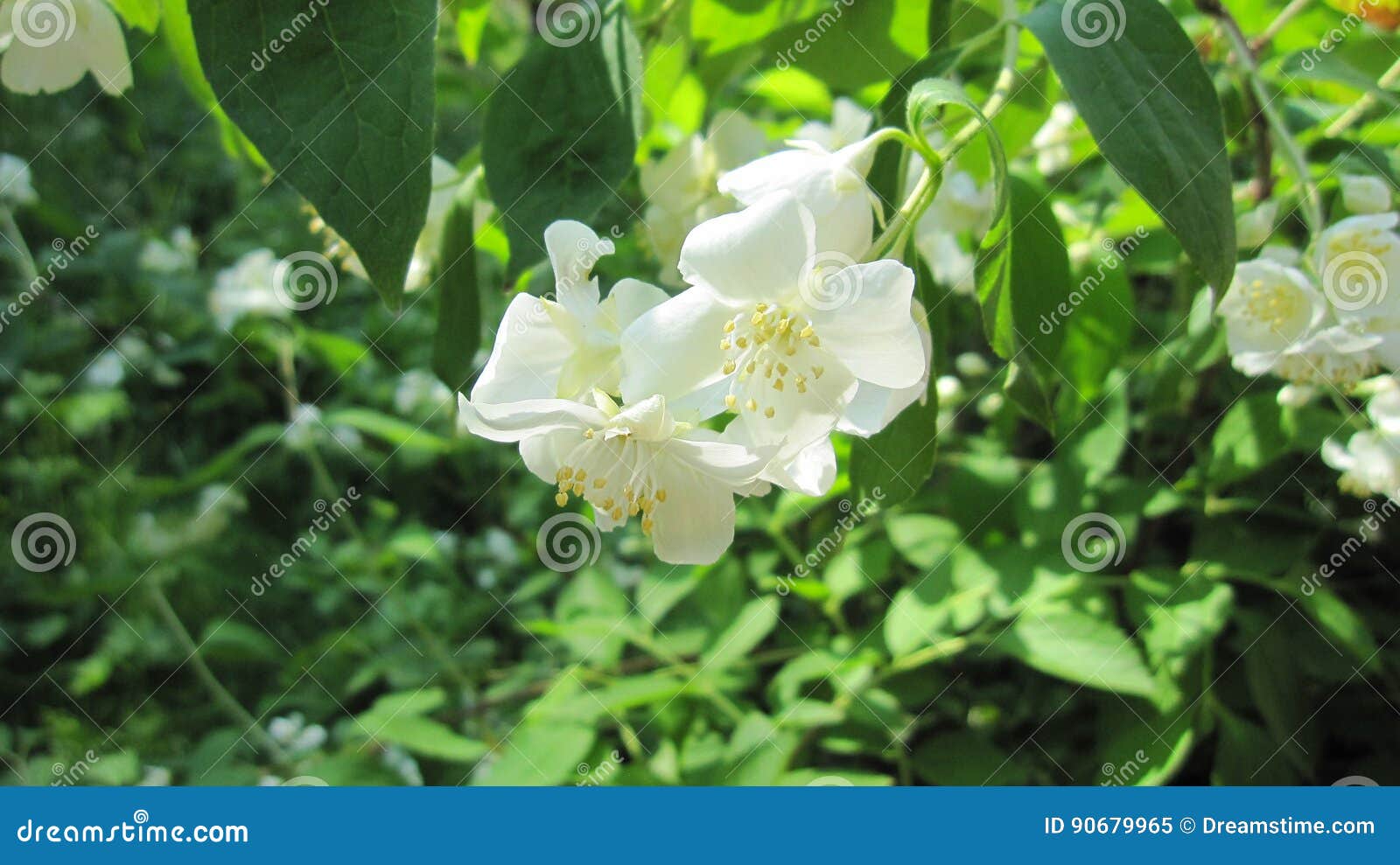 Nature flower jasmine stock image. Image of nature, flower - 90679965