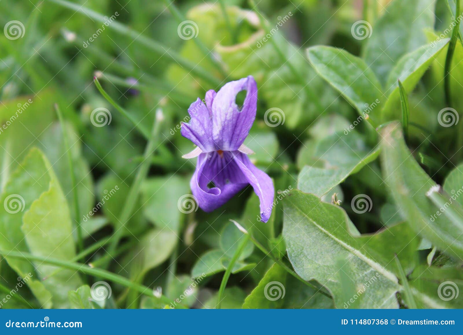 Nature flower stock photo. Image of nature, flower, green - 114807368