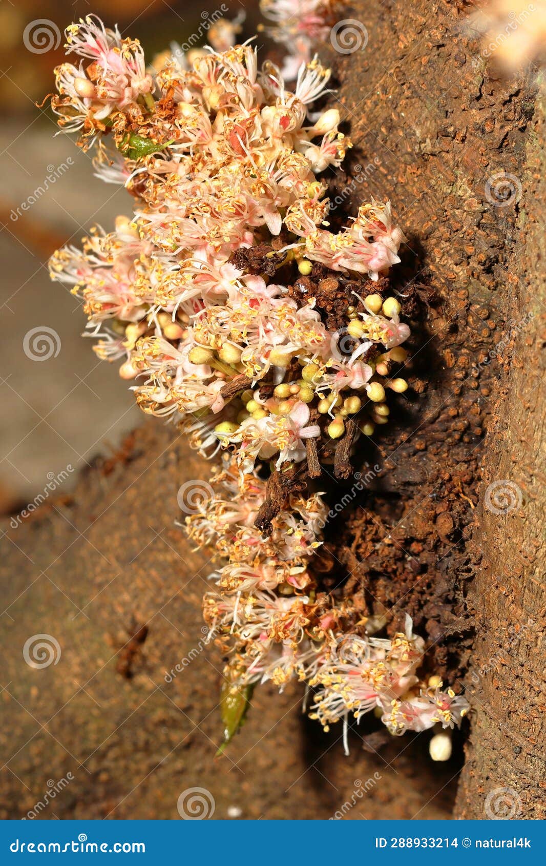 Nature Flowers of Growth from the Tree Trunk Stock Photo - Image of ...