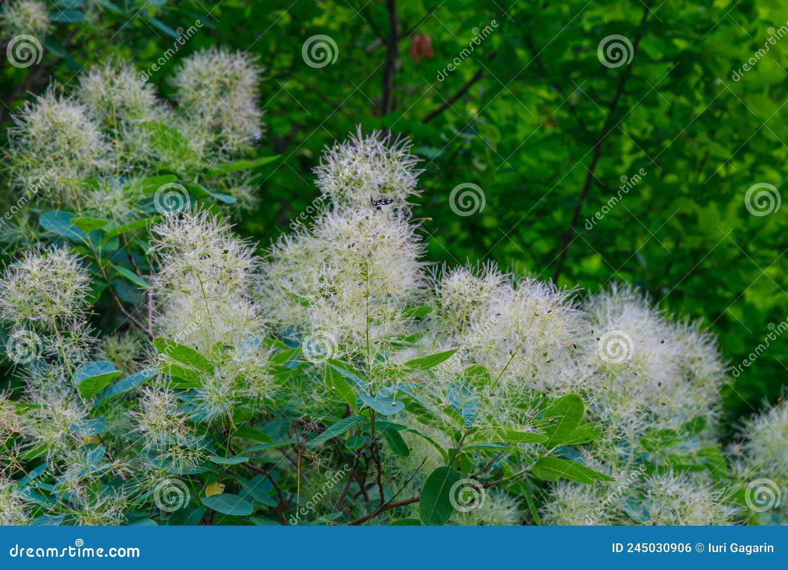 Nature with Fluffy Plants. Background with Copy Space for Text Stock ...