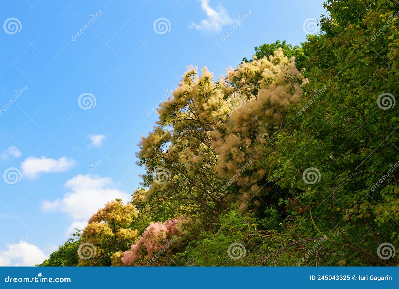 Nature with Fluffy Plants. Background with Copy Space for Text Stock ...