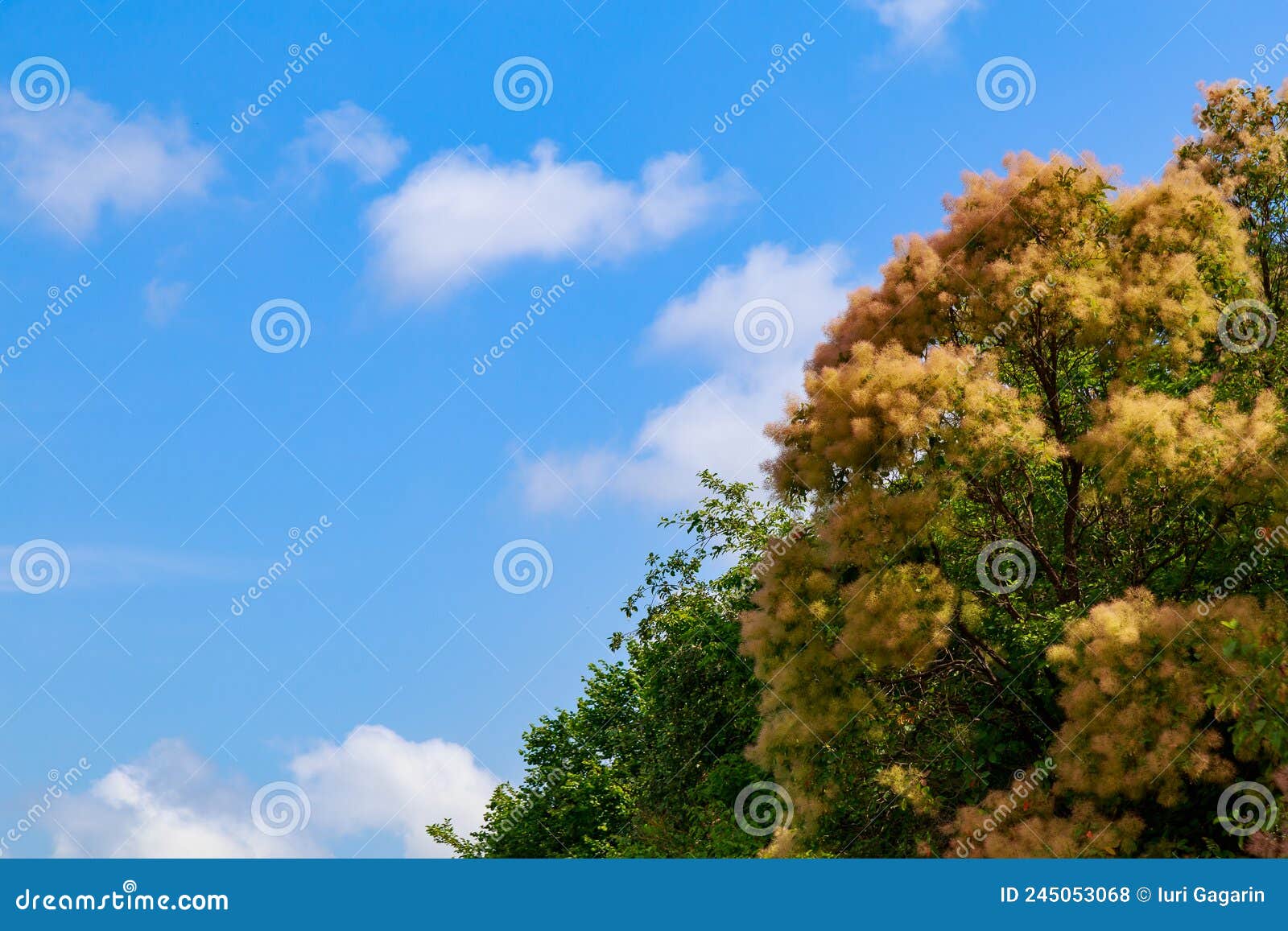 Nature with Fluffy Plants. Background with Copy Space for Text Stock ...