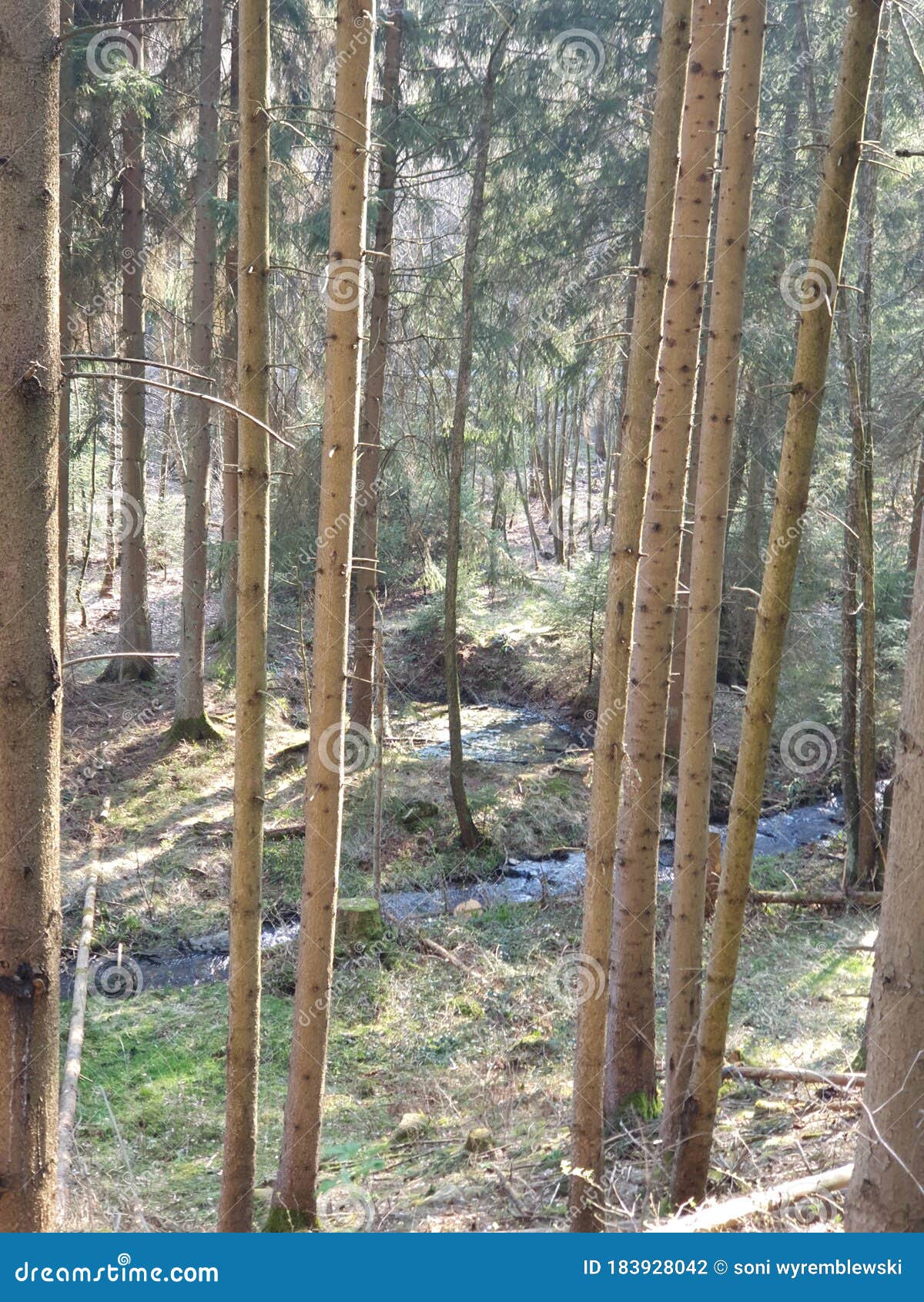 Nature forest art creation stock photo. Image of forest - 183928042