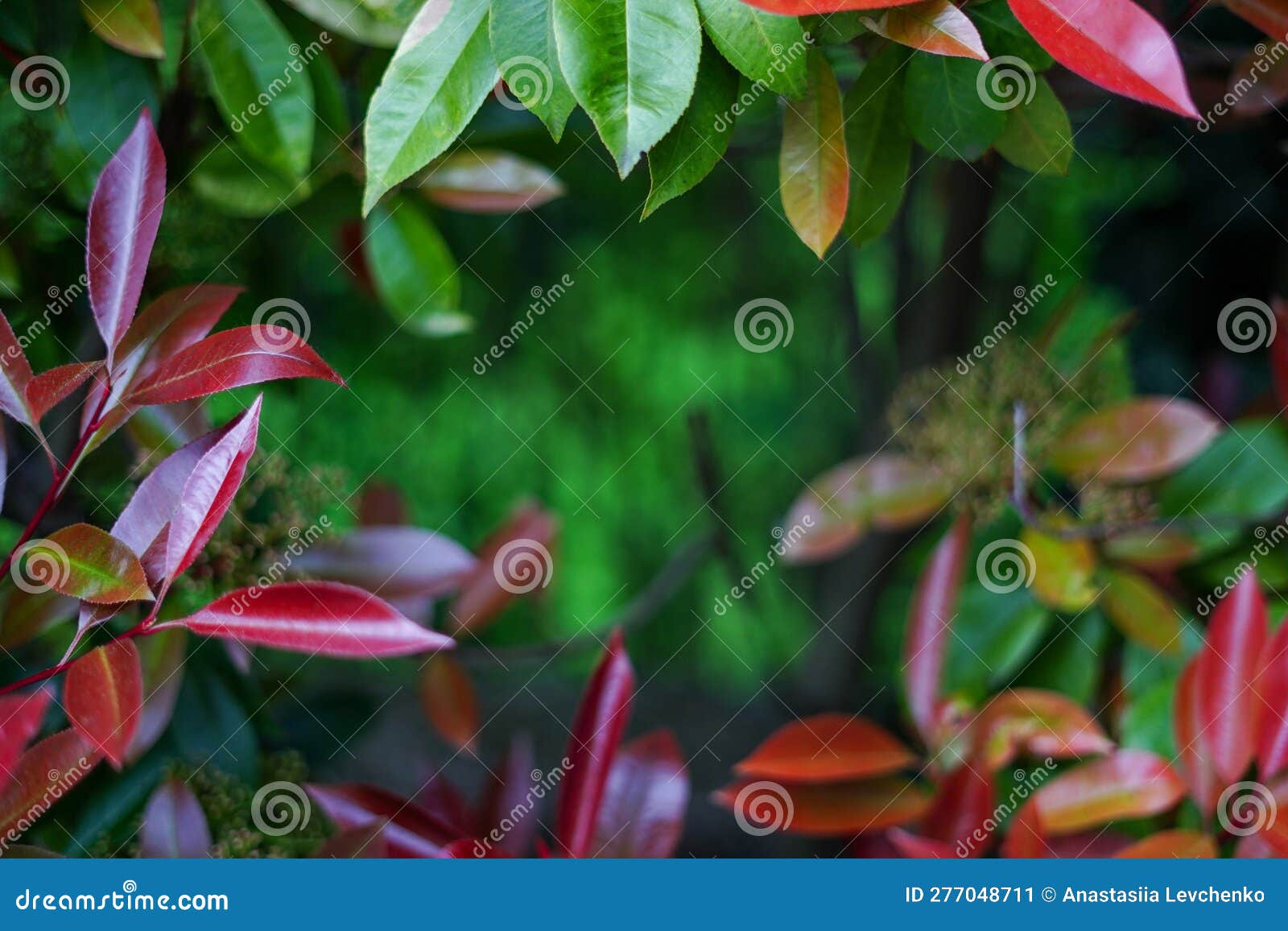 Nature Forest Background. Frame from Multicolored Tree Leaves Stock ...