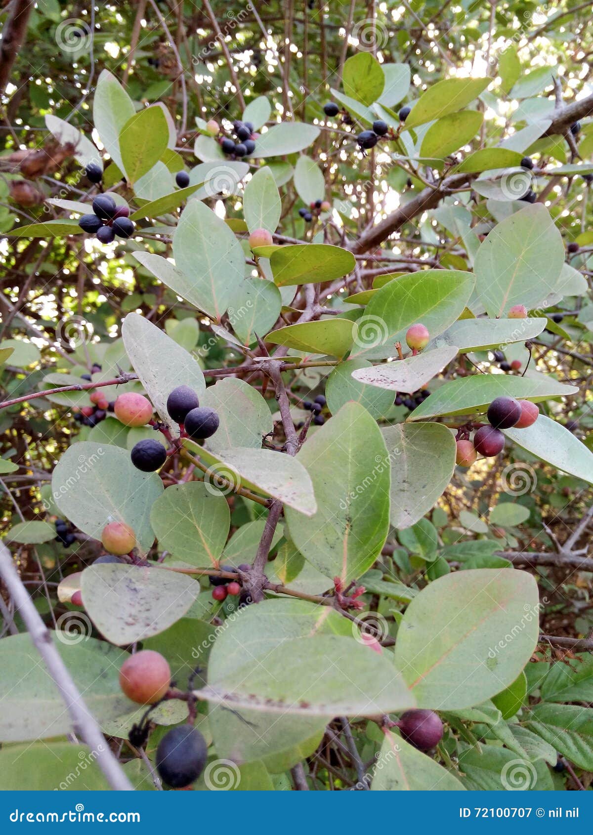 Nature forest fruits stock image. Image of nature, forest - 72100707