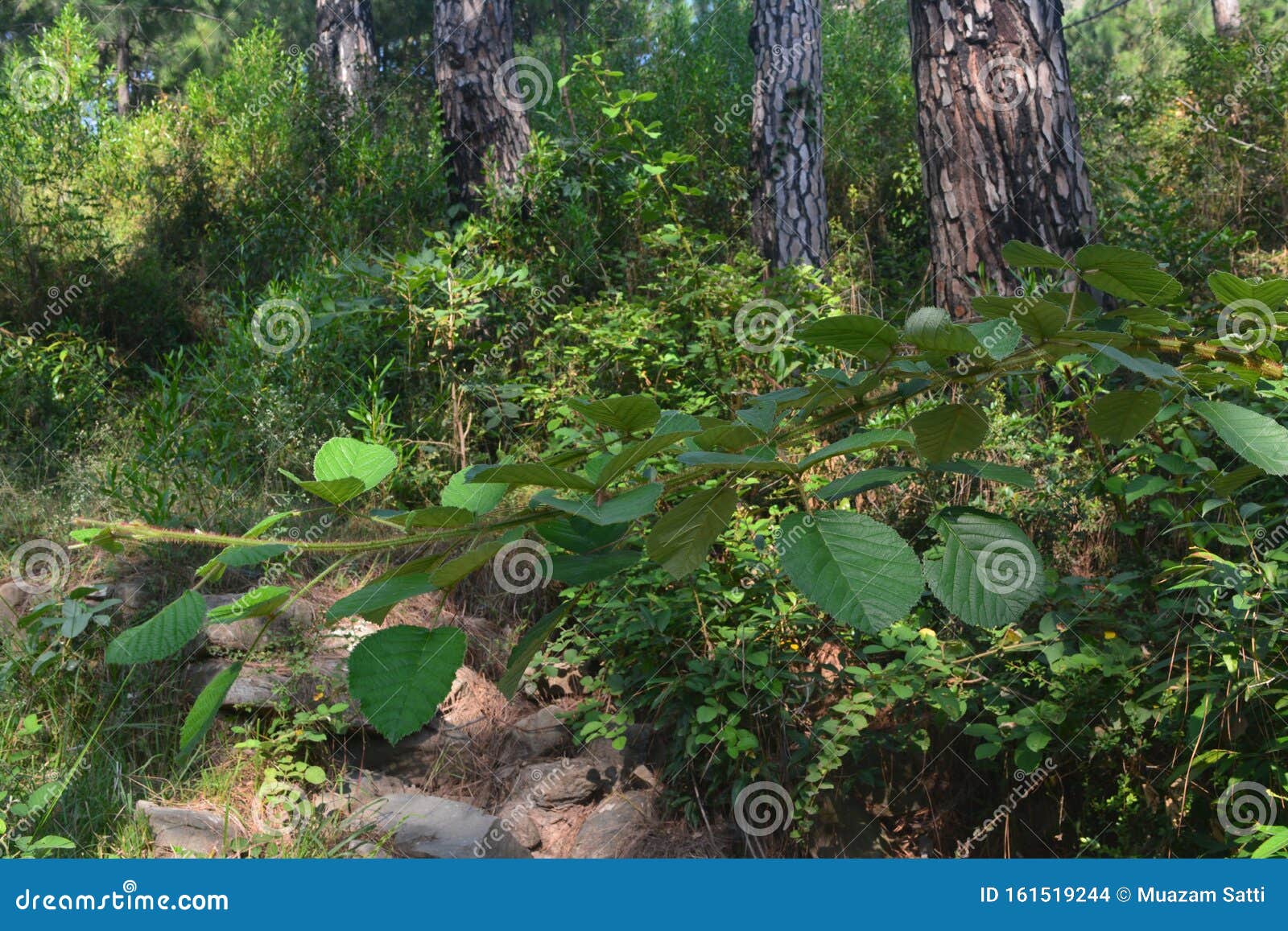 Nature in Forest Green and Clean Beautiful Stock Photo - Image of ...