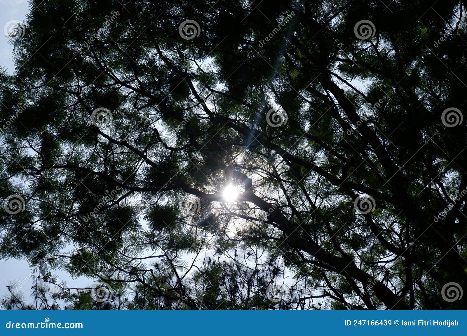 Looking up at tree. stock image. Image of background - 247166439