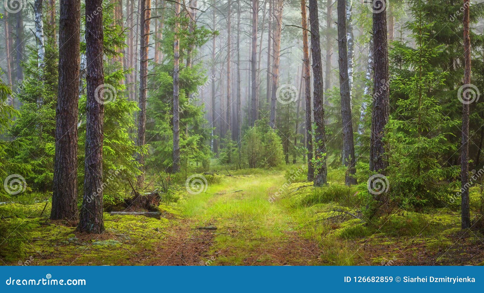 Nature Forest Landscape. Green Summer Forest Stock Image - Image of ...