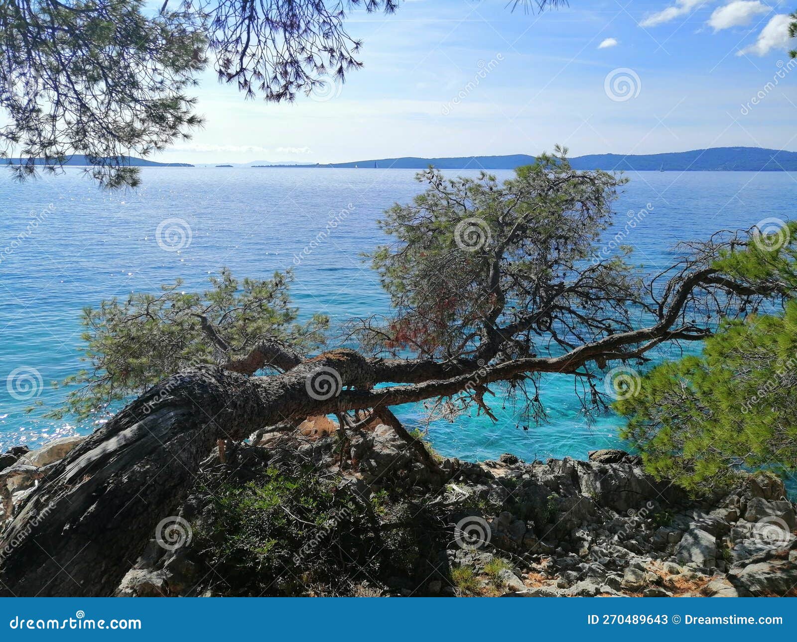 Nature in Forest Near the Sea Stock Image - Image of plant, flower ...