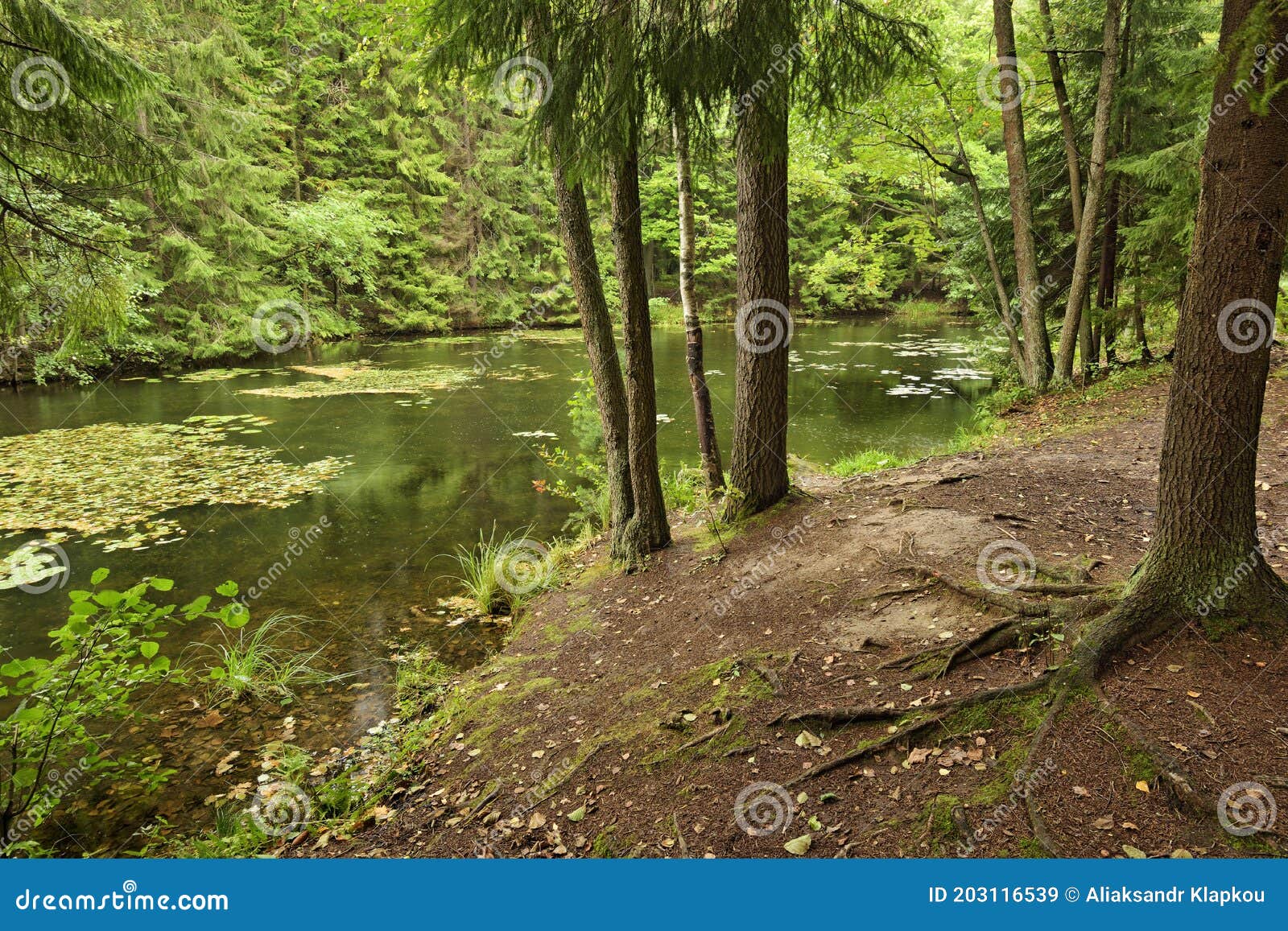 The Nature in the Forest is Rich in Plants and Trees Stock Image ...