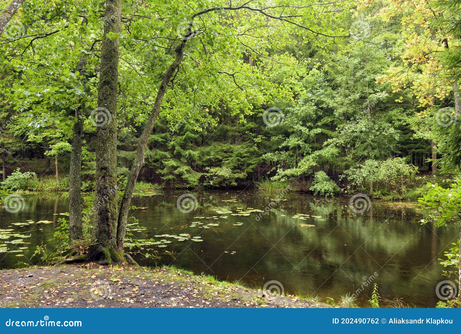 The Nature in the Forest is Rich in Plants and Trees Stock Photo ...
