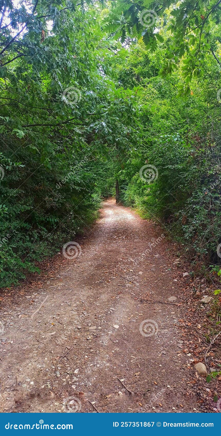 Nature Forest Road Footpath Dirt Road Stock Image - Image of road, dirt ...