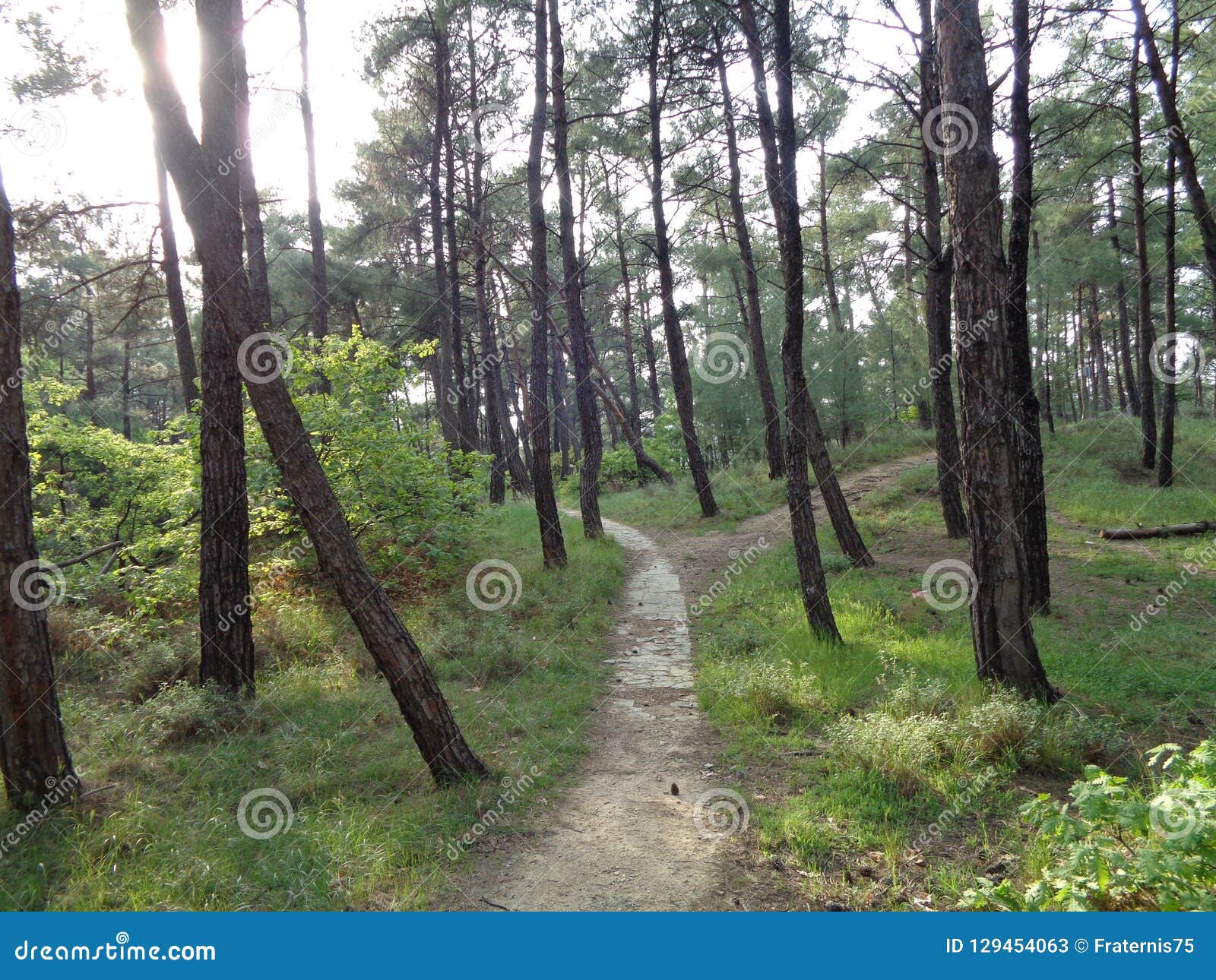 Forest scene - pine tree stock image. Image of plant - 129454063