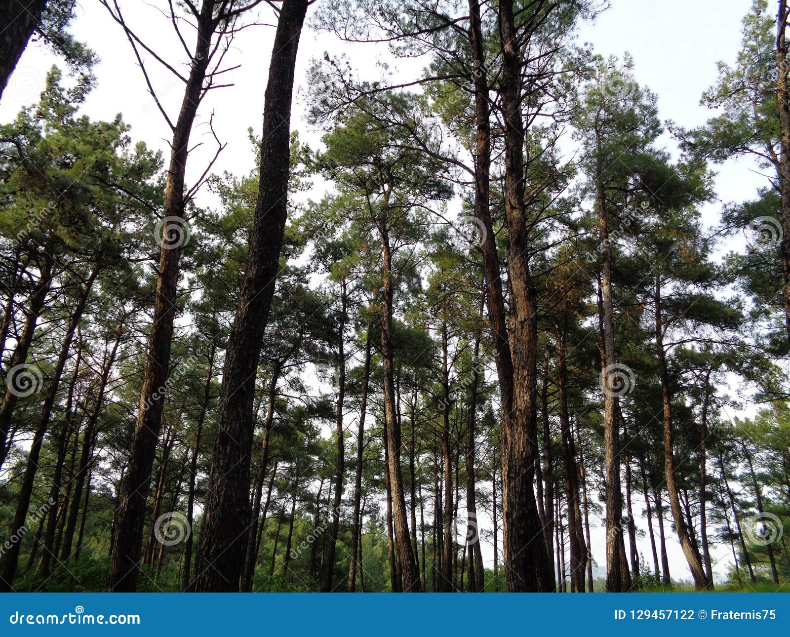 Forest scene - pine tree stock photo. Image of landscape - 129457122