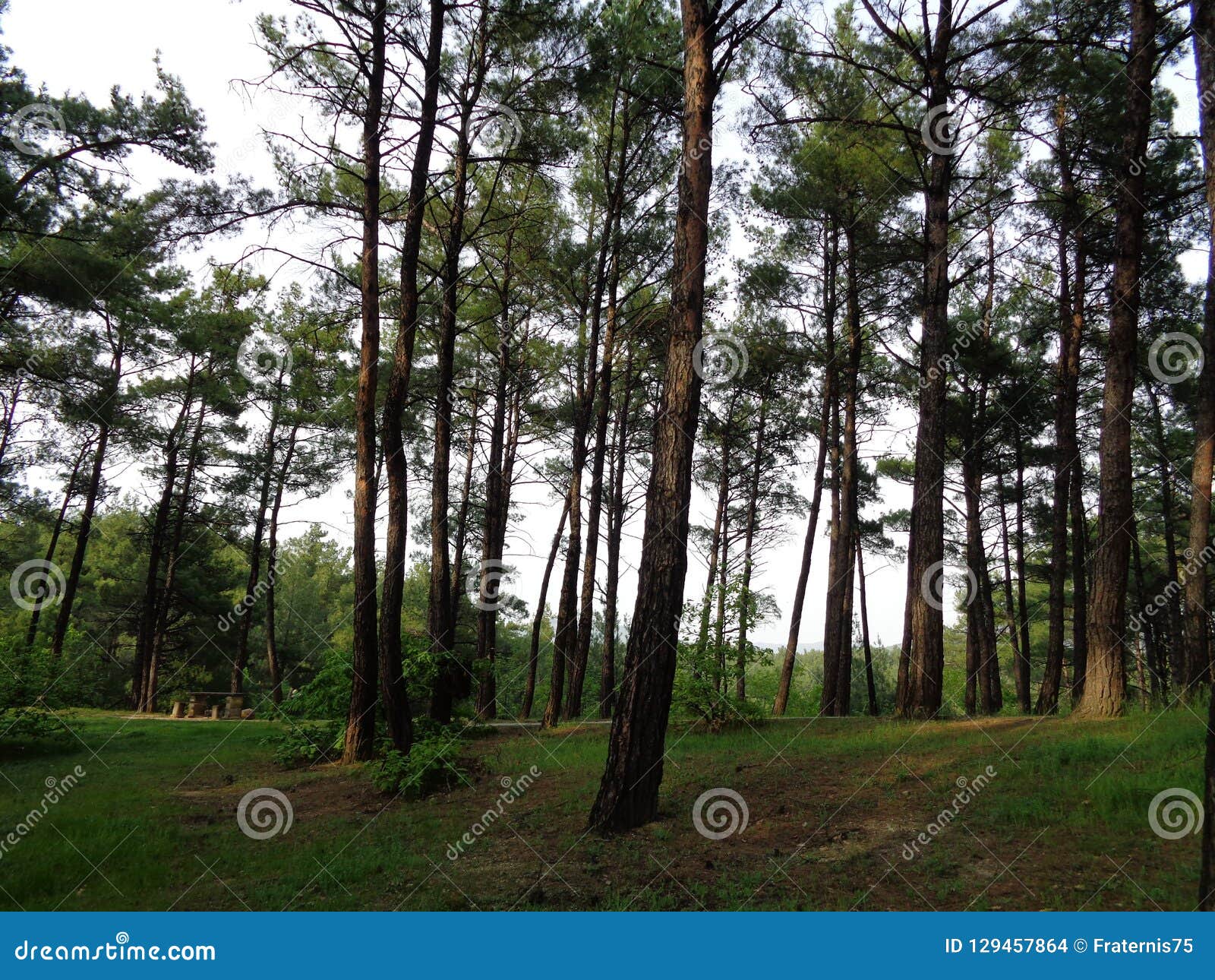 Forest scene - pine tree stock photo. Image of rural - 129457864
