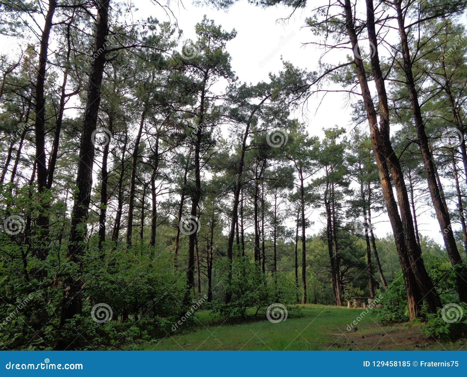 Forest scene - pine tree stock image. Image of environment - 129458185