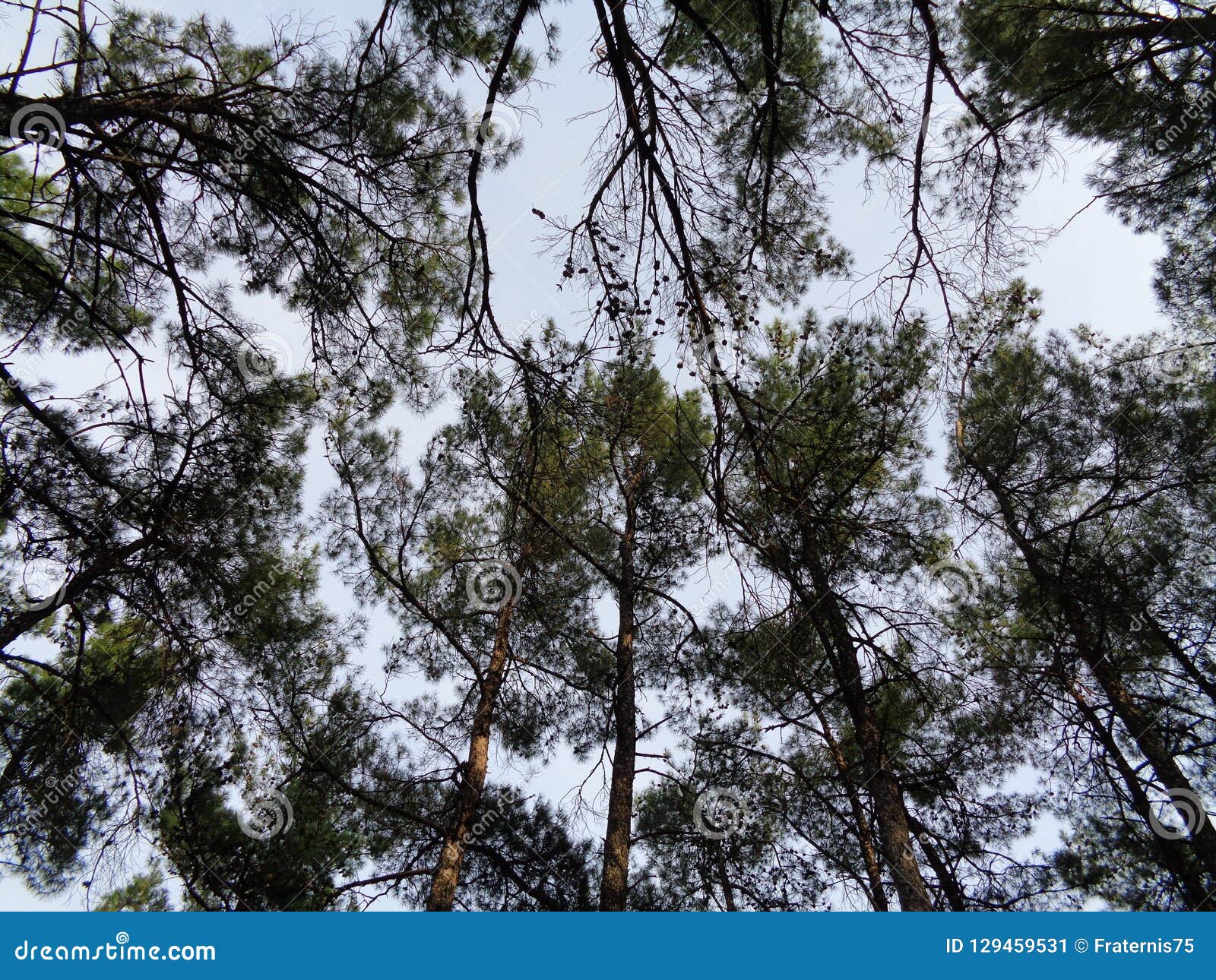 Forest scene - pine tree stock image. Image of flora - 129459531