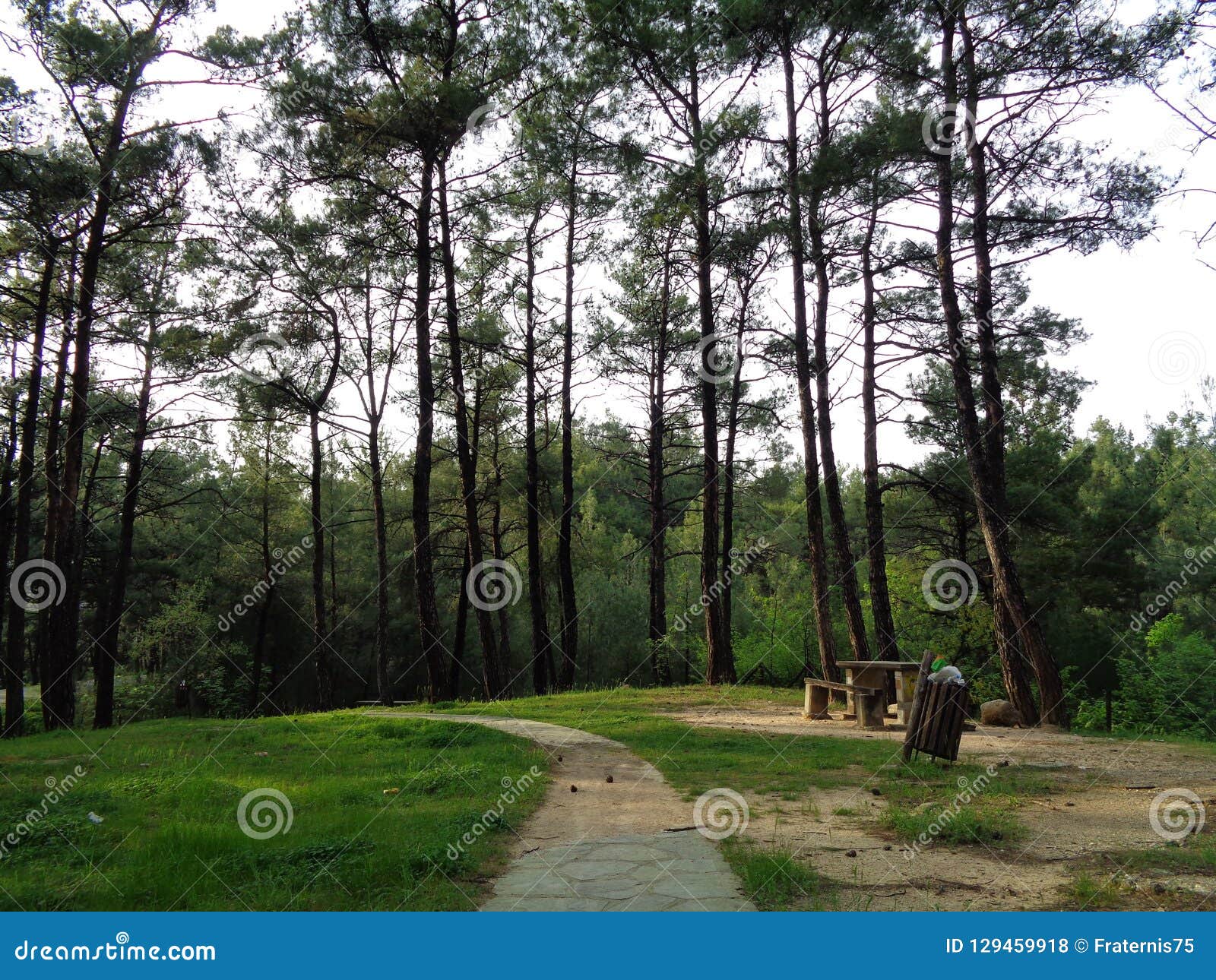Forest scene - pine tree stock photo. Image of bright - 129459918