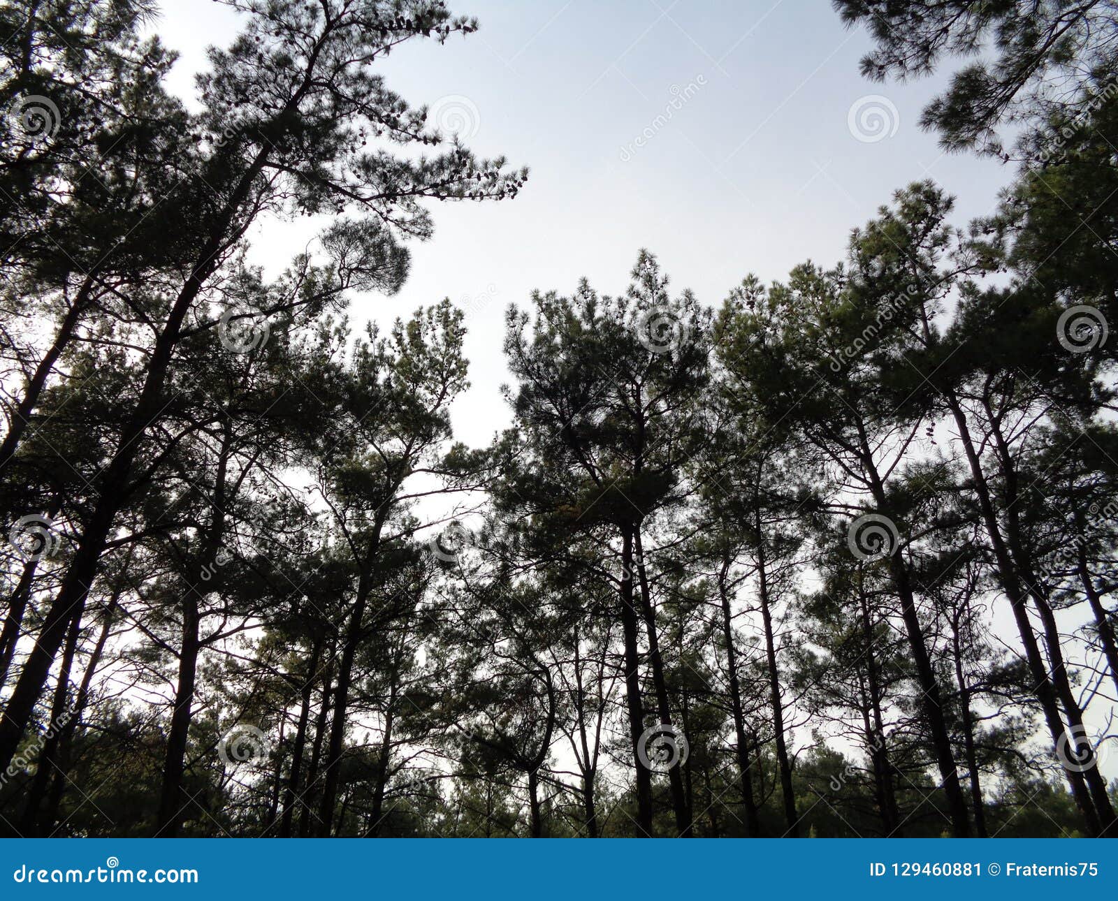 Forest scene - pine tree stock image. Image of park - 129460881