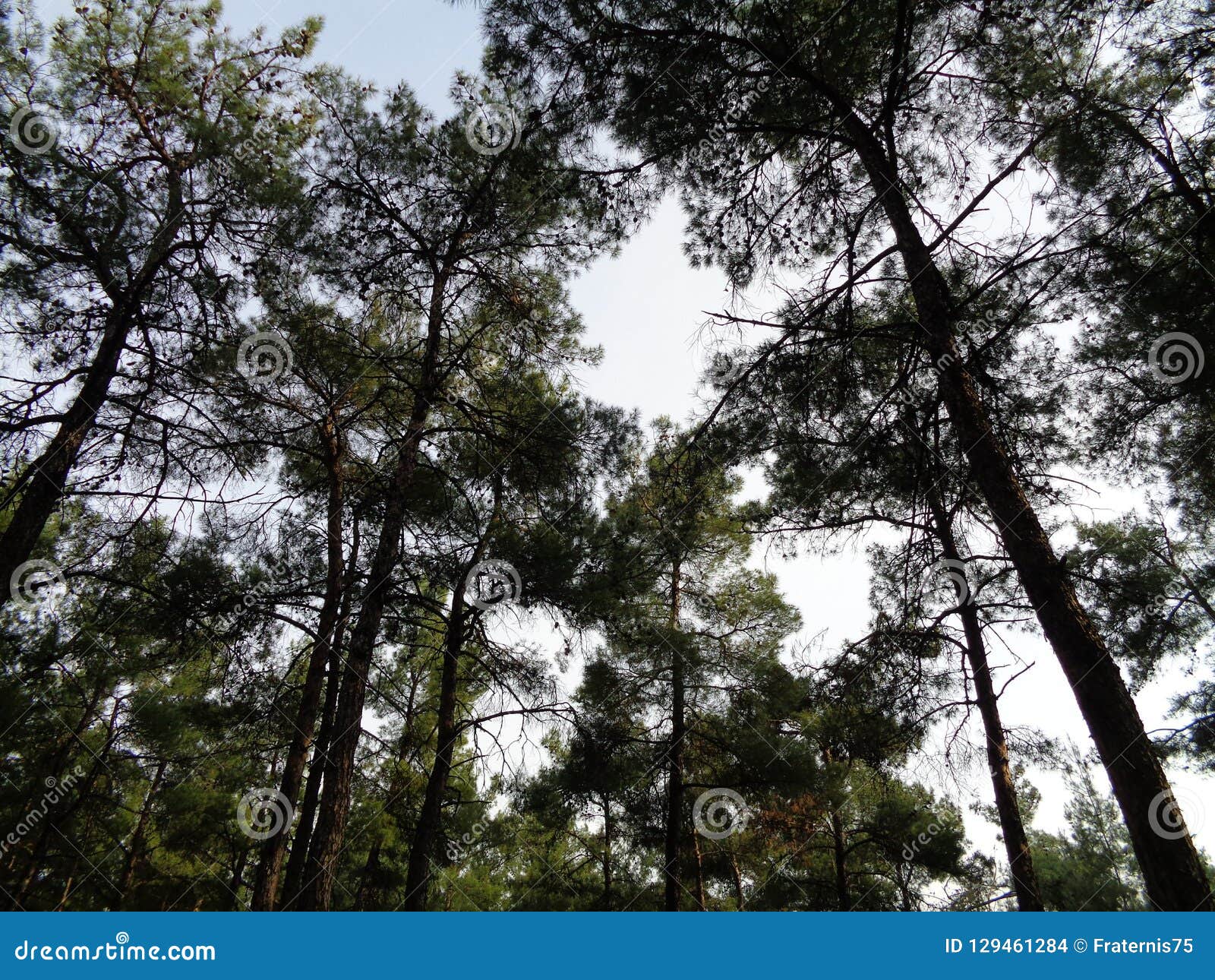 Forest scene - pine tree stock photo. Image of sunlight - 129461284