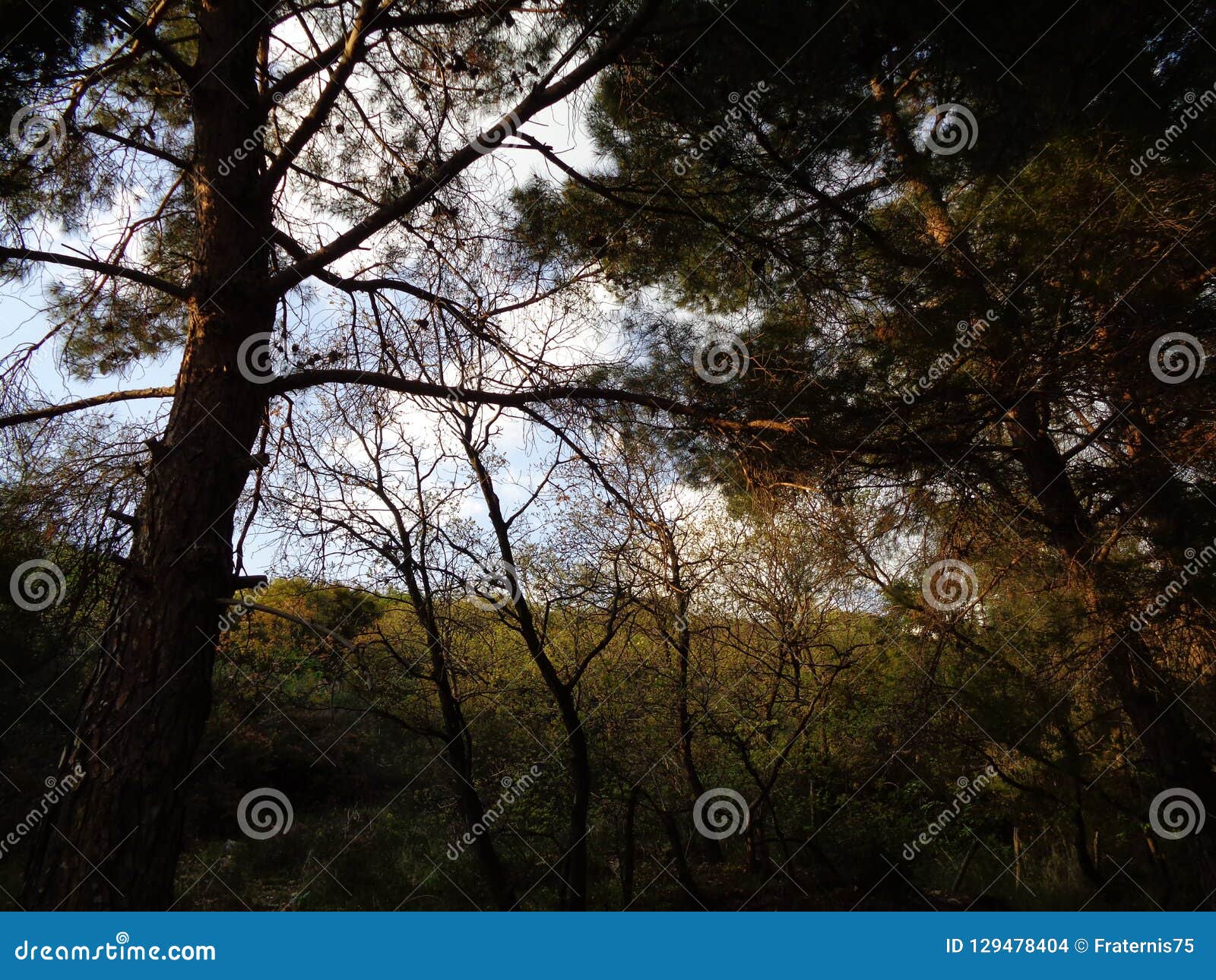 Forest scene - pine tree stock photo. Image of horizontal - 129478404