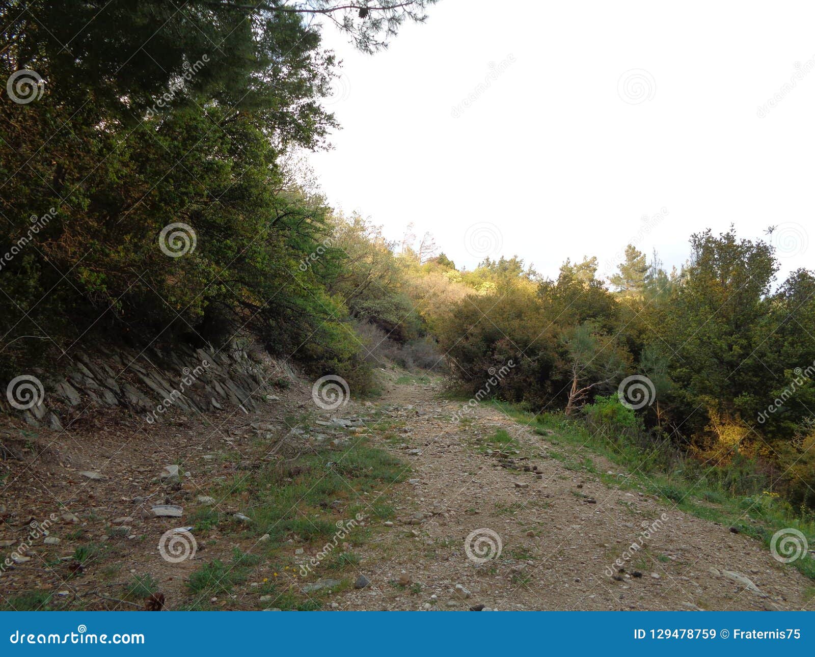 Forest scene - pine tree stock image. Image of landscape - 129478759
