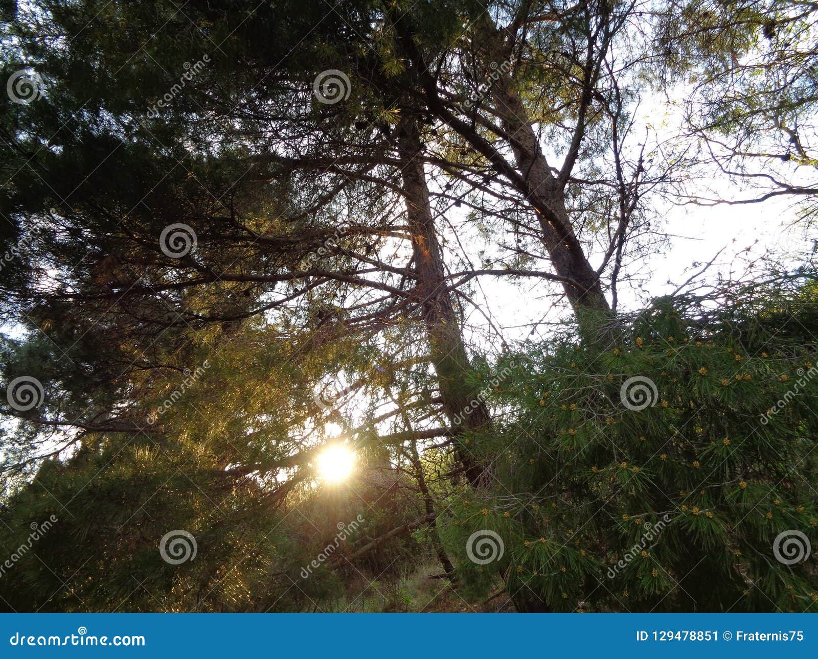 Forest scene - pine tree stock image. Image of decoration - 129478851