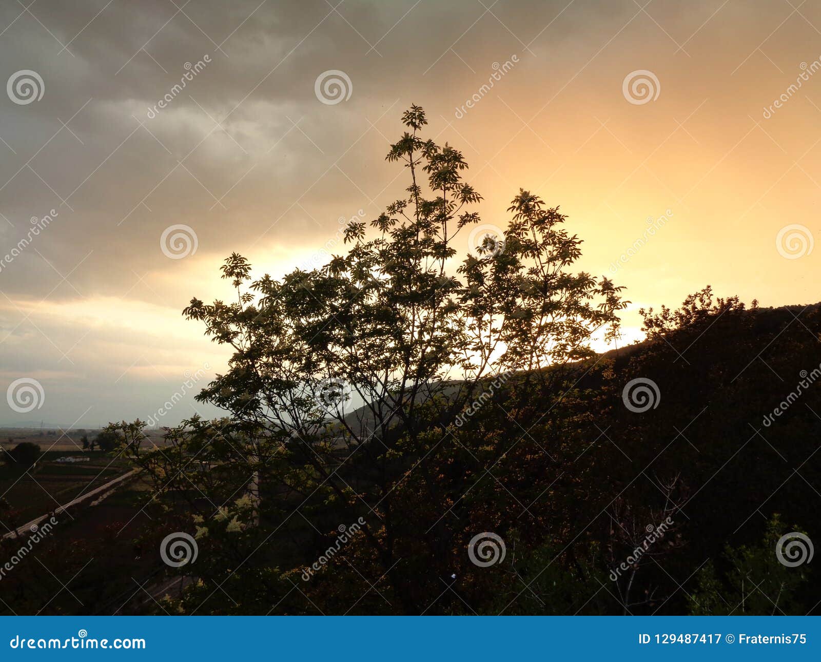 Forest Scene - Tree Branch Bacground Sky Stock Image - Image of ...