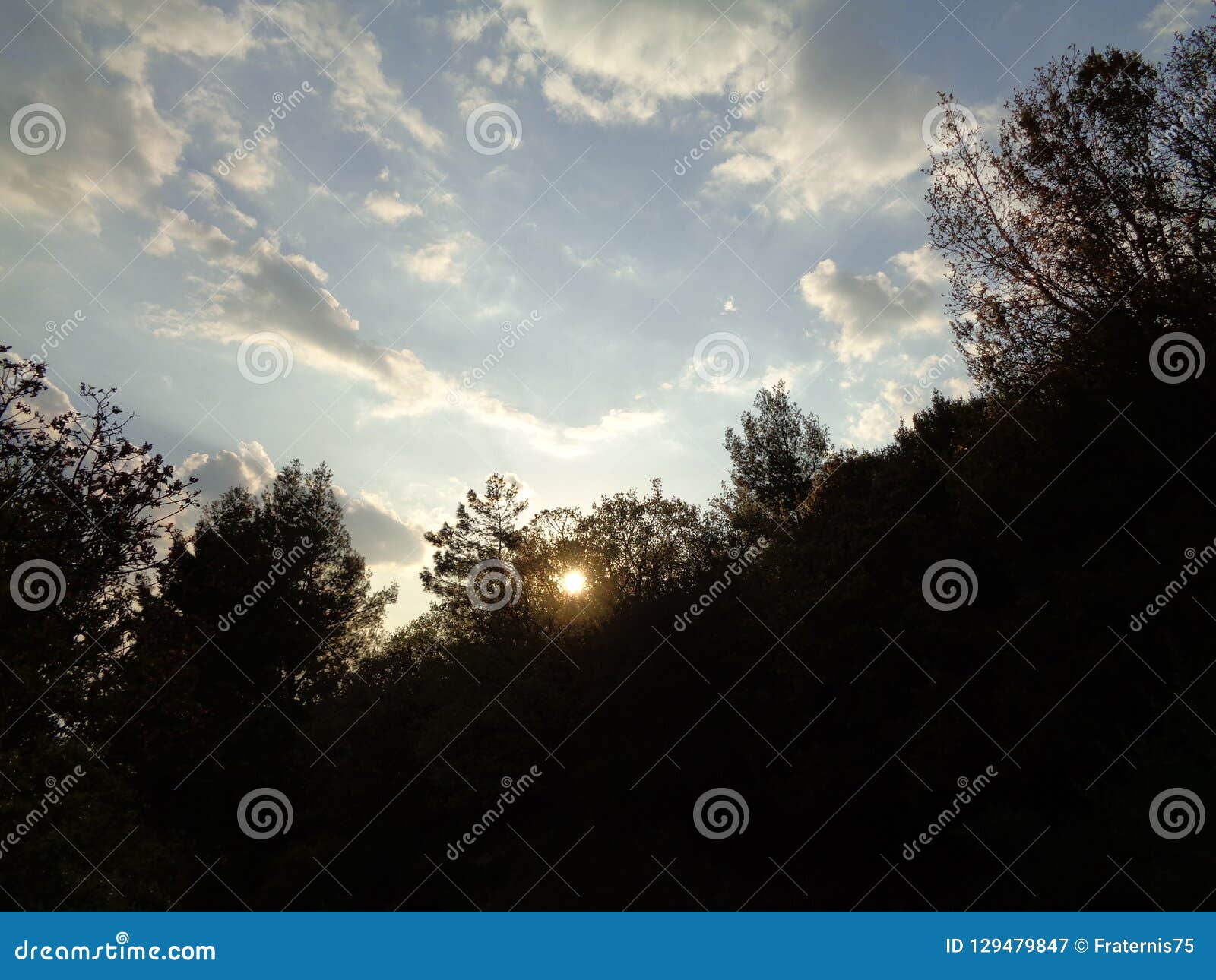 Forest scene - tree scene stock image. Image of beauty - 129479847