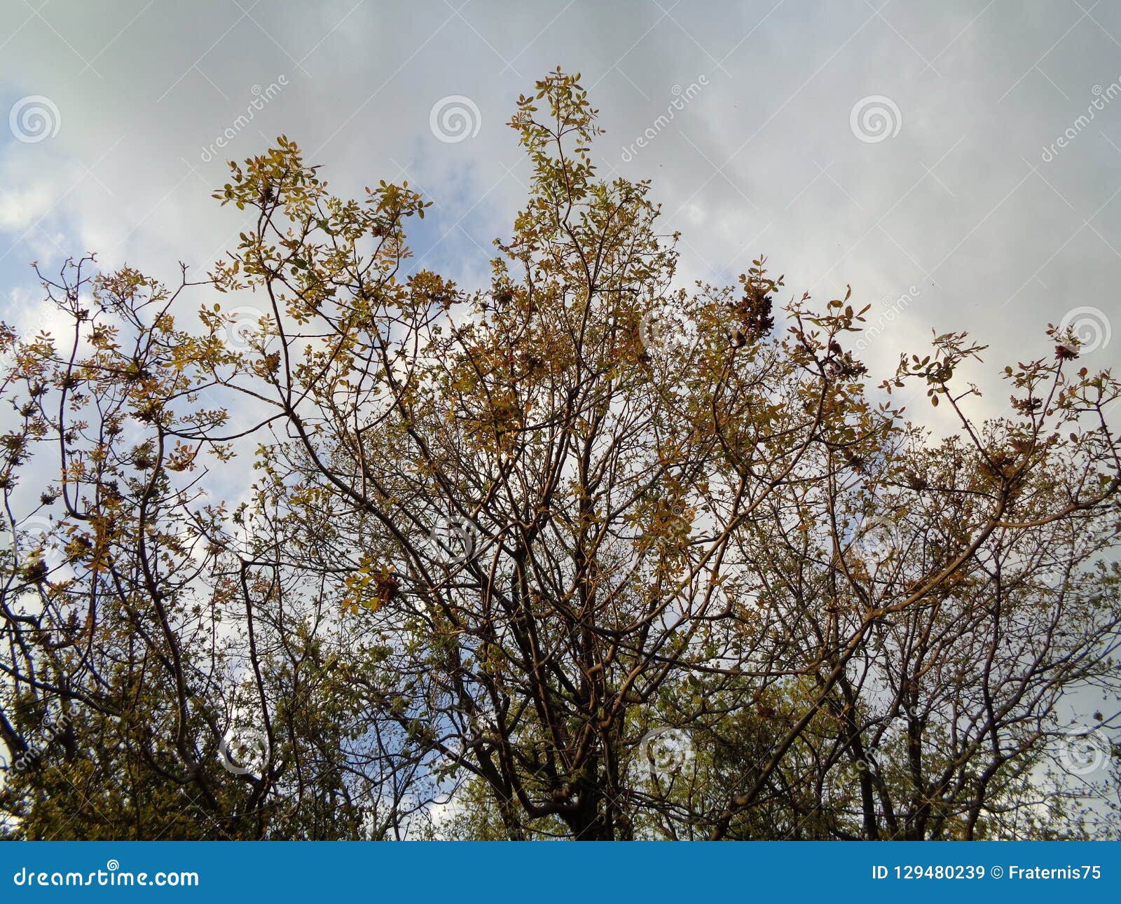 Forest scene - tree scene stock image. Image of colorful - 129480239