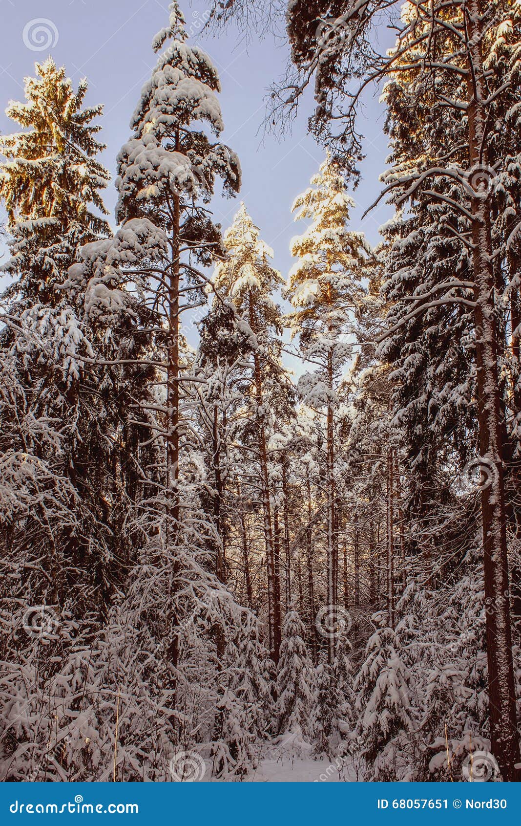 Nature. Forest Thicket of a Winter Forest Stock Image - Image of ...