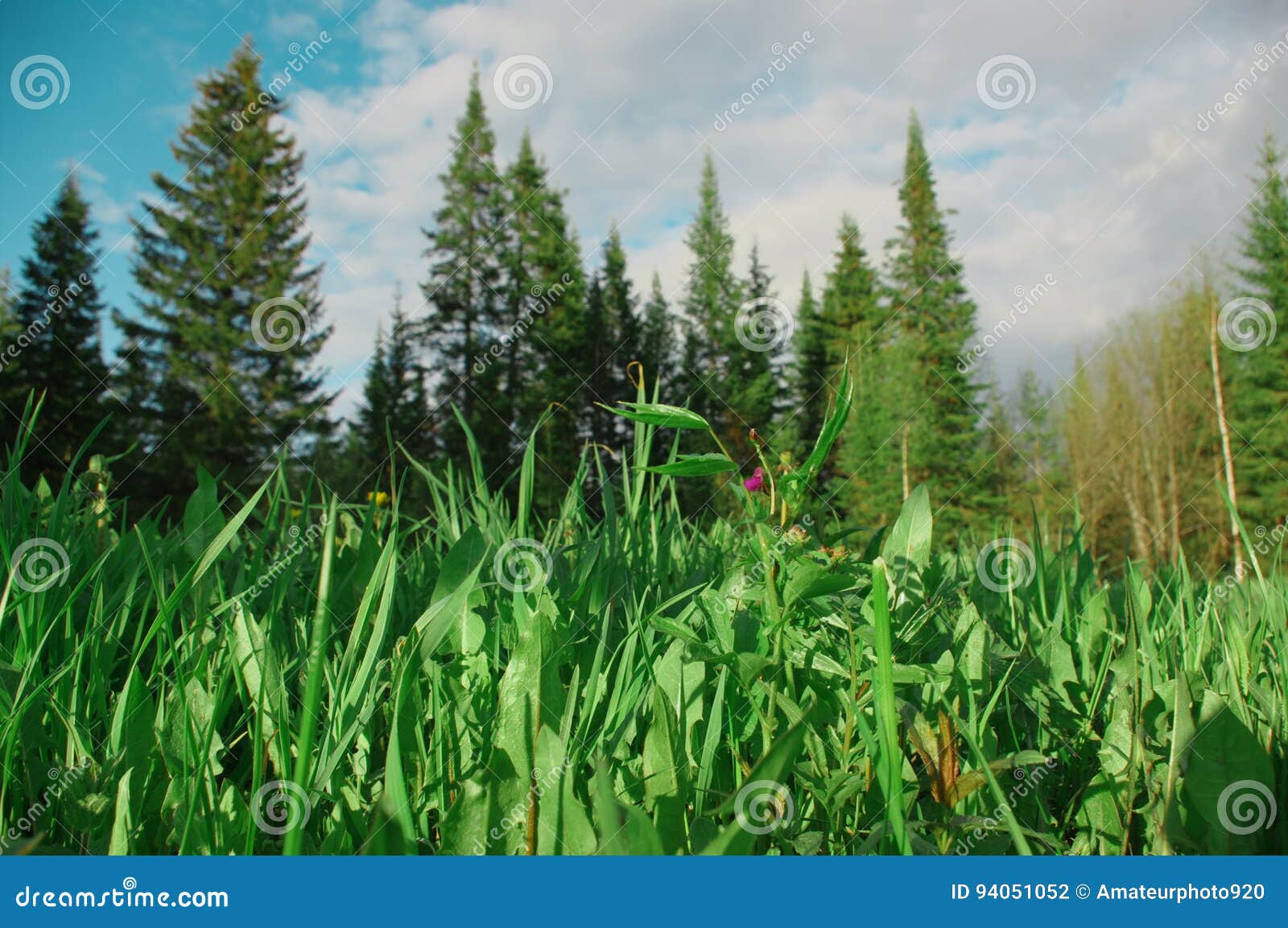 Nature Forest Tree Flowers Grass Stock Photo - Image of landscape ...