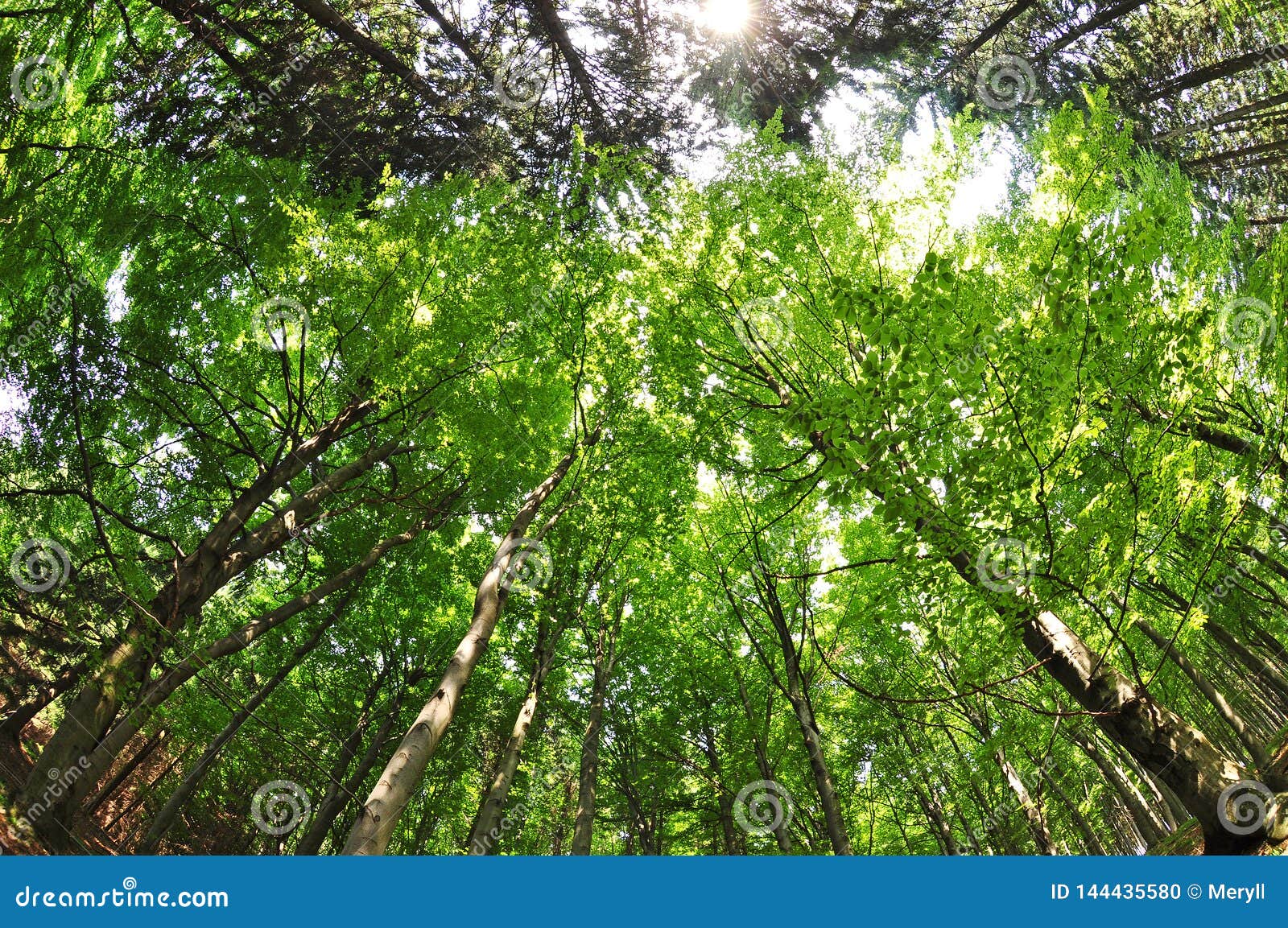 Nature Forest Trees Fisheye View Stock Photo - Image of fisheye, trees ...
