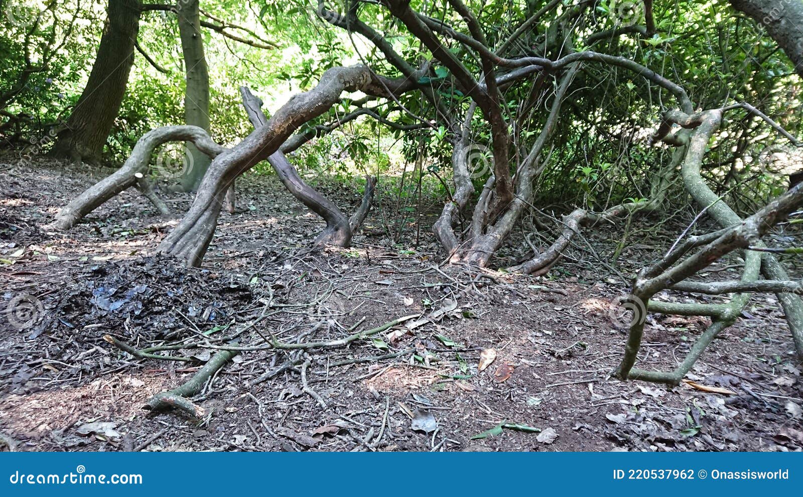 Nature Forest Wild Trees and Plants Stock Photo - Image of plants, wild ...