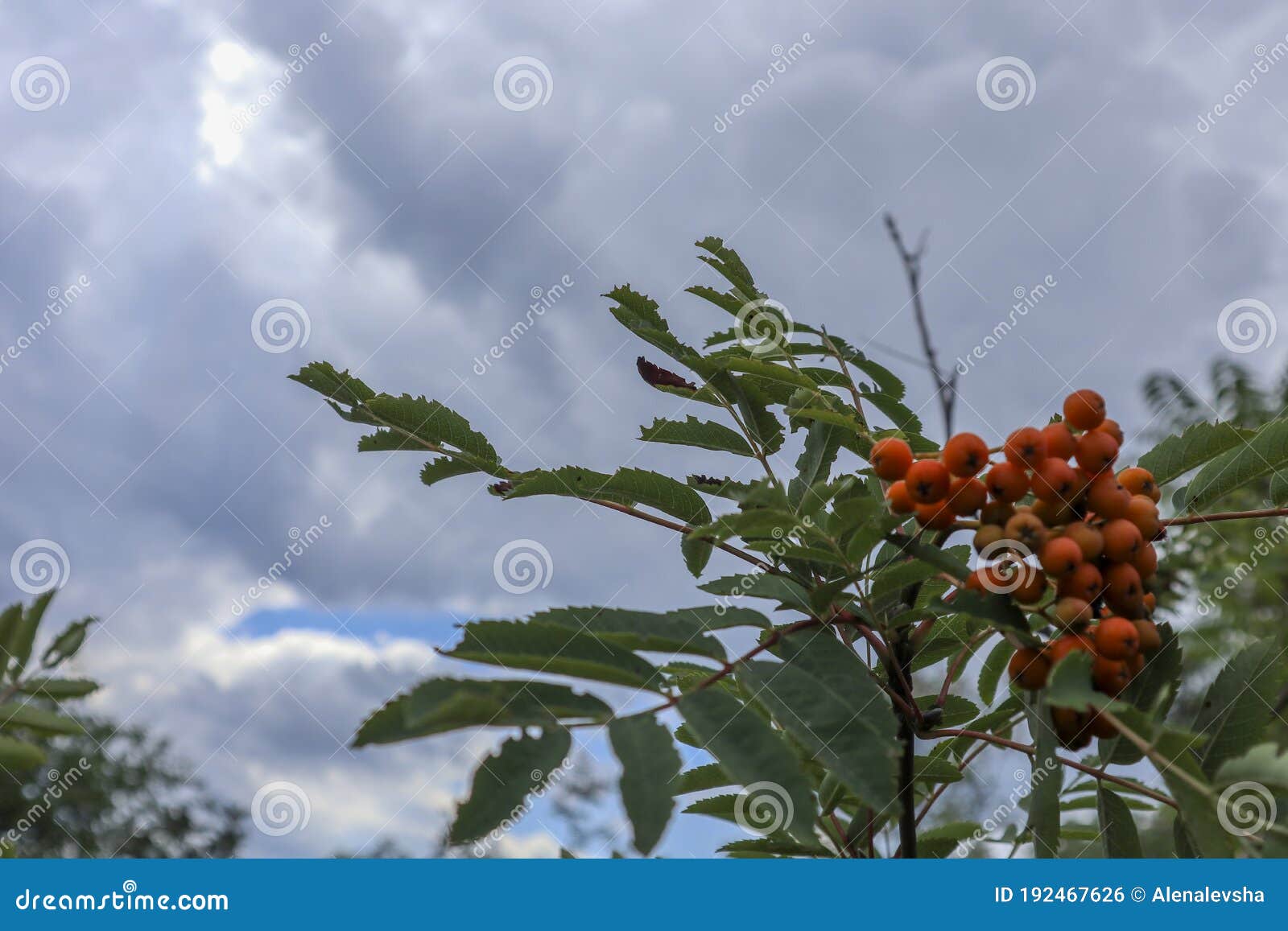 Nature Fotography, Tree and Orange Berries, Nature Stock Photo - Image ...