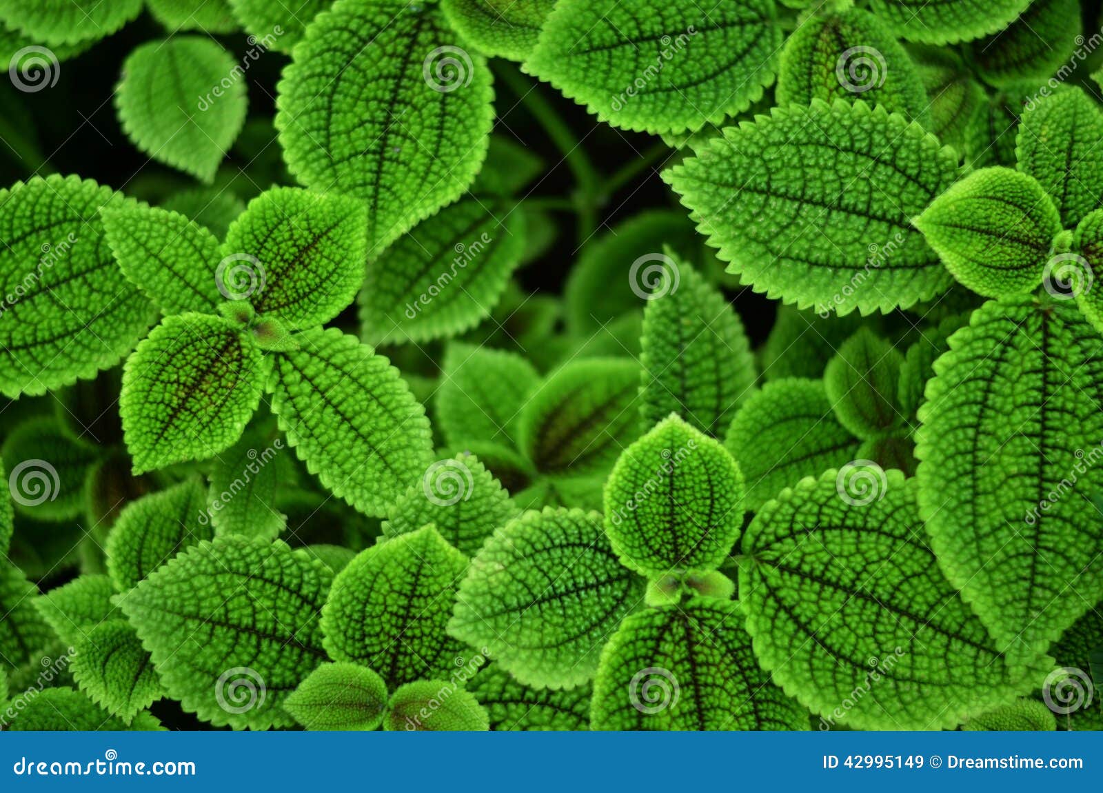 Nature fractals stock image. Image of close, structured - 42995149